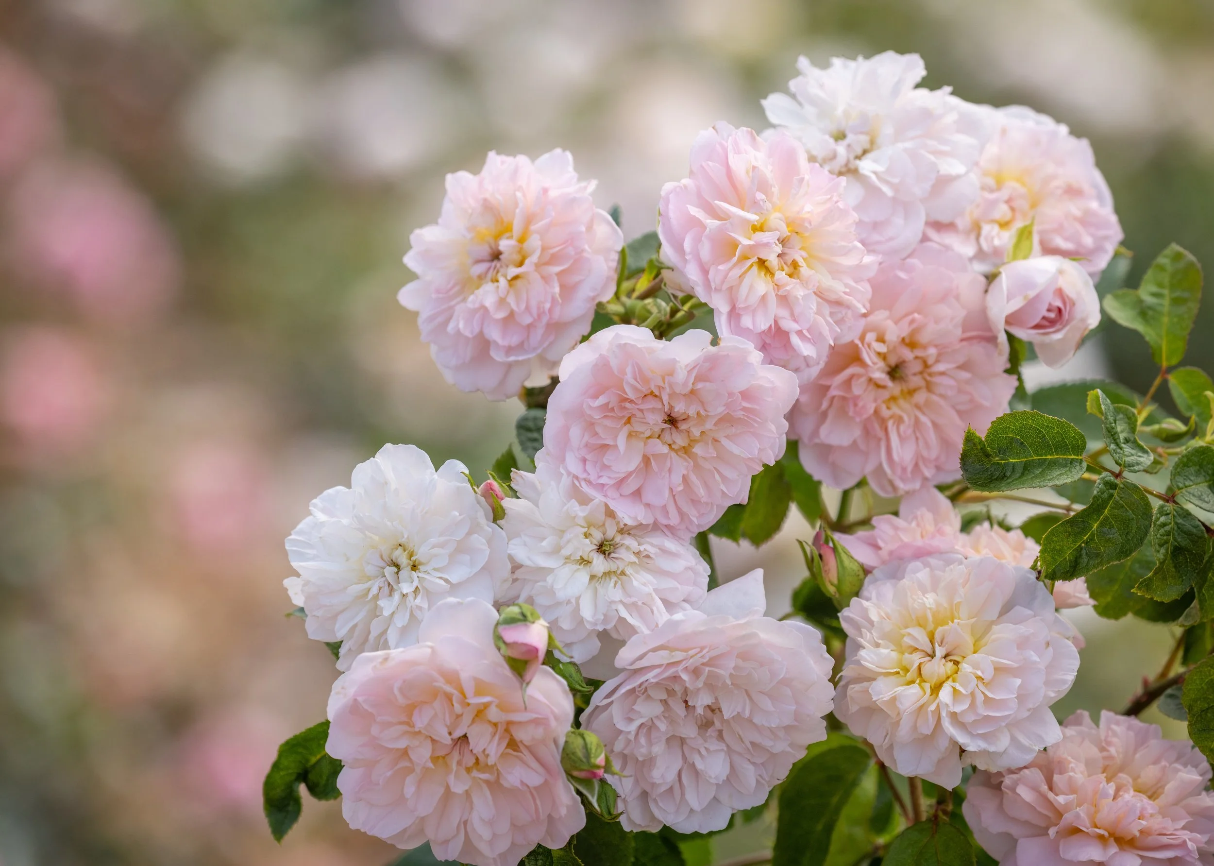 2026 Local Artist Award Winners — American Rose Trials for Sustainability®