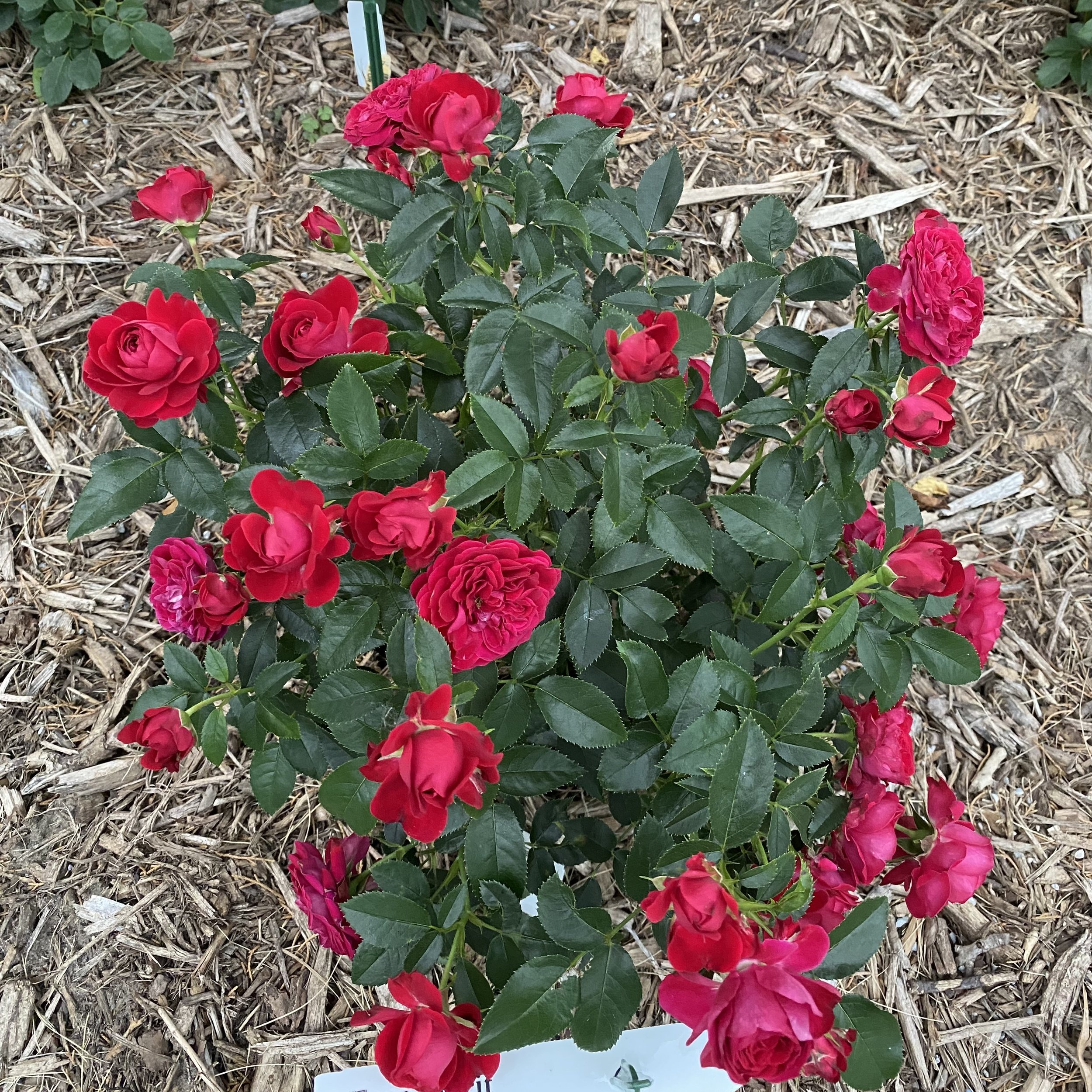 True Bloom™ True Love™ — American Rose Trials for Sustainability®