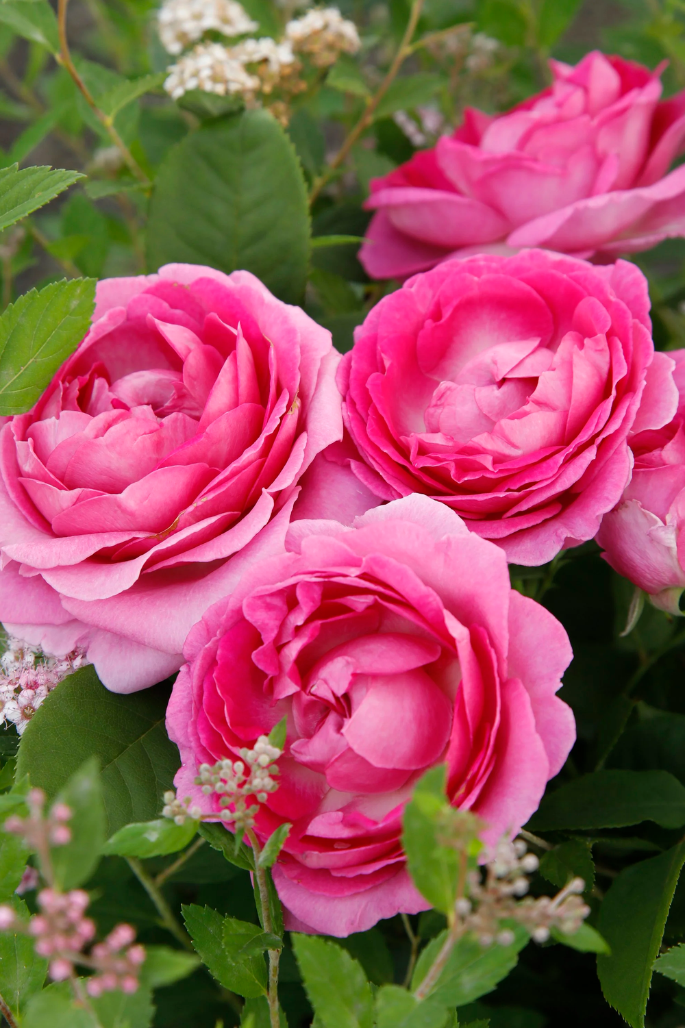 Raspberry Cupcake™ — American Rose Trials for Sustainability®