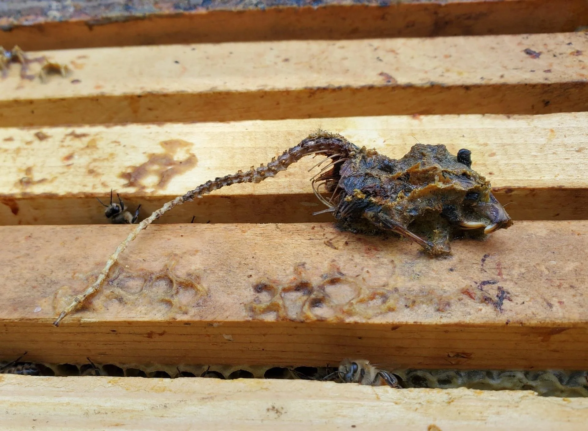 Propolis — Honeyrun Farm