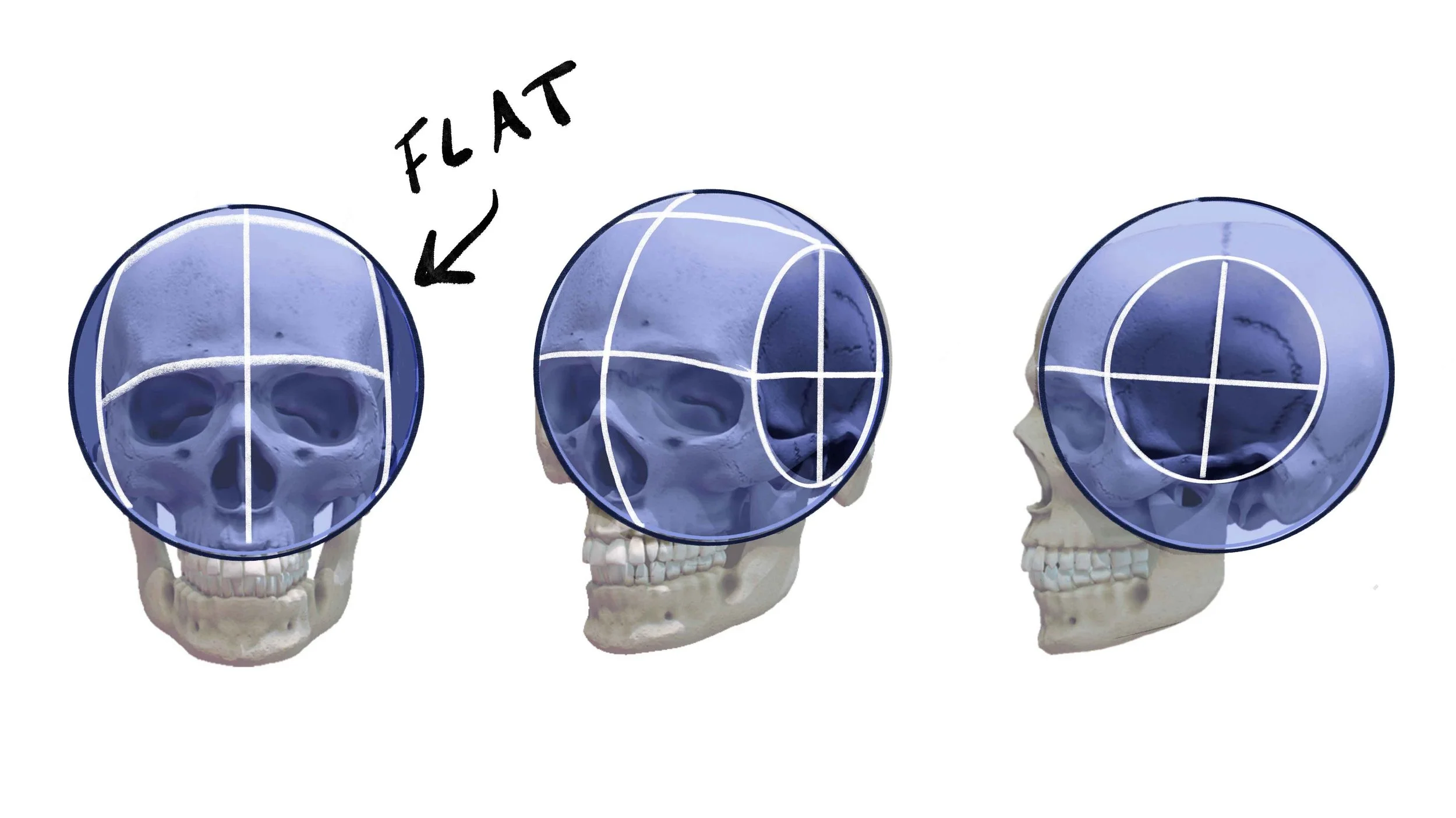 The Ultimate Guide To Drawing The Turned Head Loomis Method Step by The Ultimate Guide To Drawing The Turned Head Loomis Method Step by