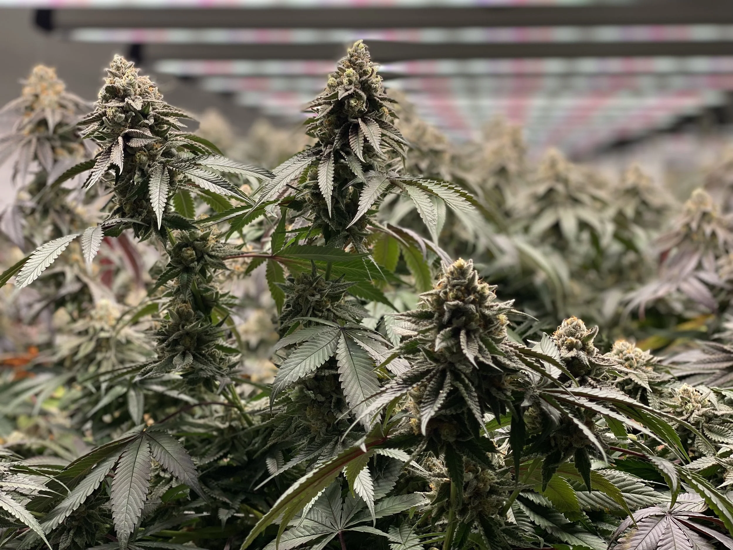 Blue River™ The World's Finest Farm-To-Table Cannabis Experience