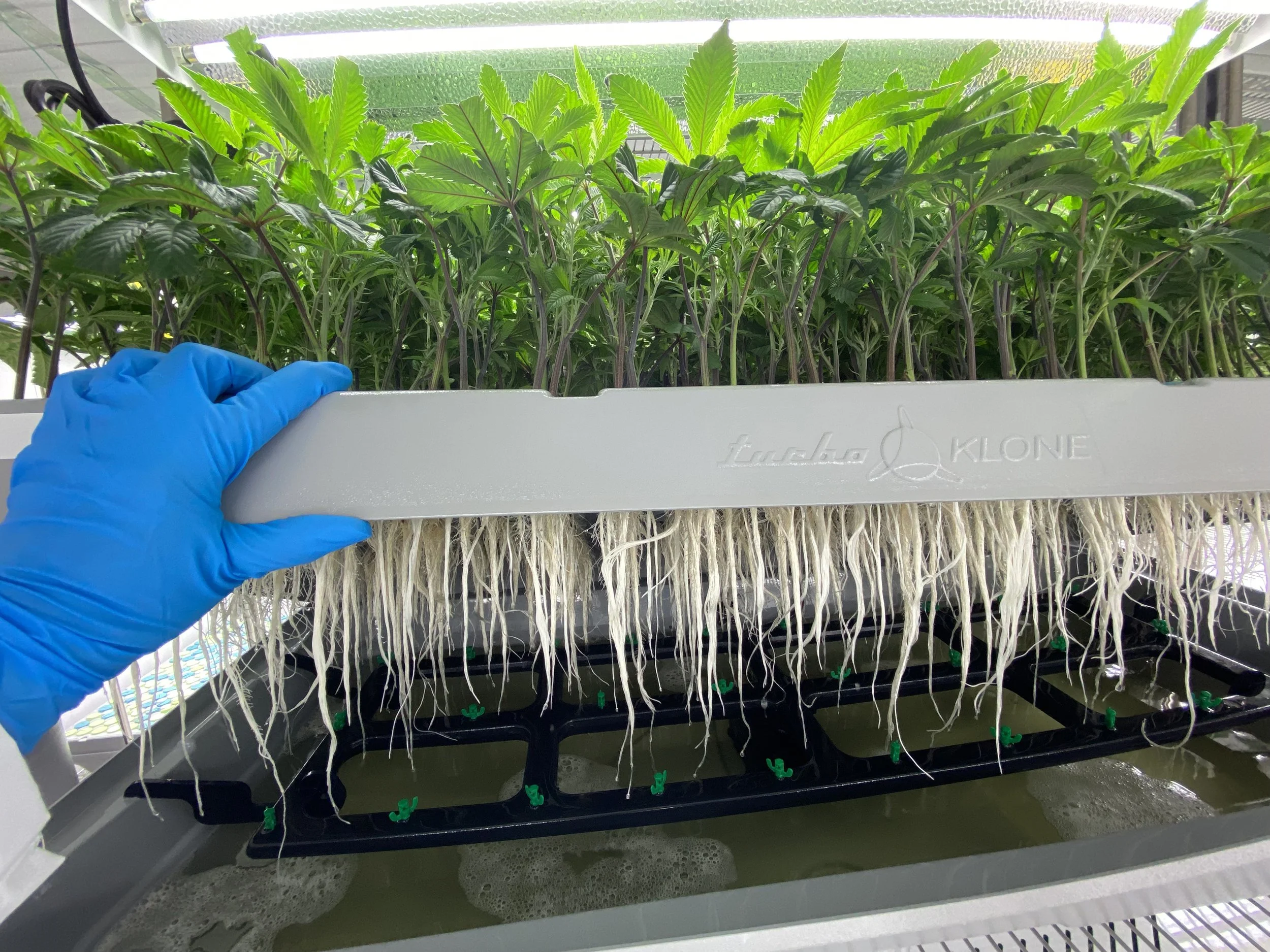 Blue River™ The World's Finest Farm-To-Table Cannabis Experience