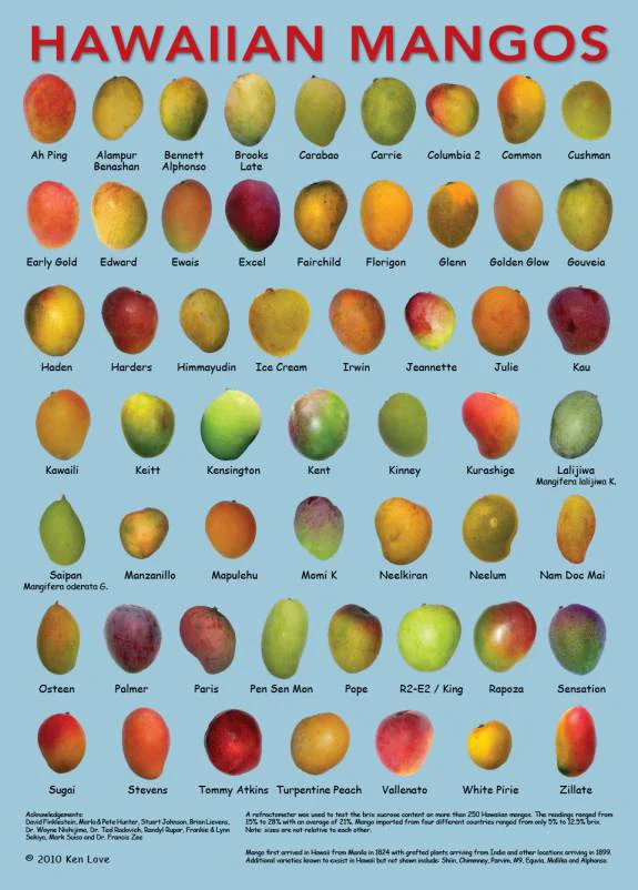 Varieties Of Mango Buy GREEN LINE Nursery Rare Carabao Mango Grafted 2