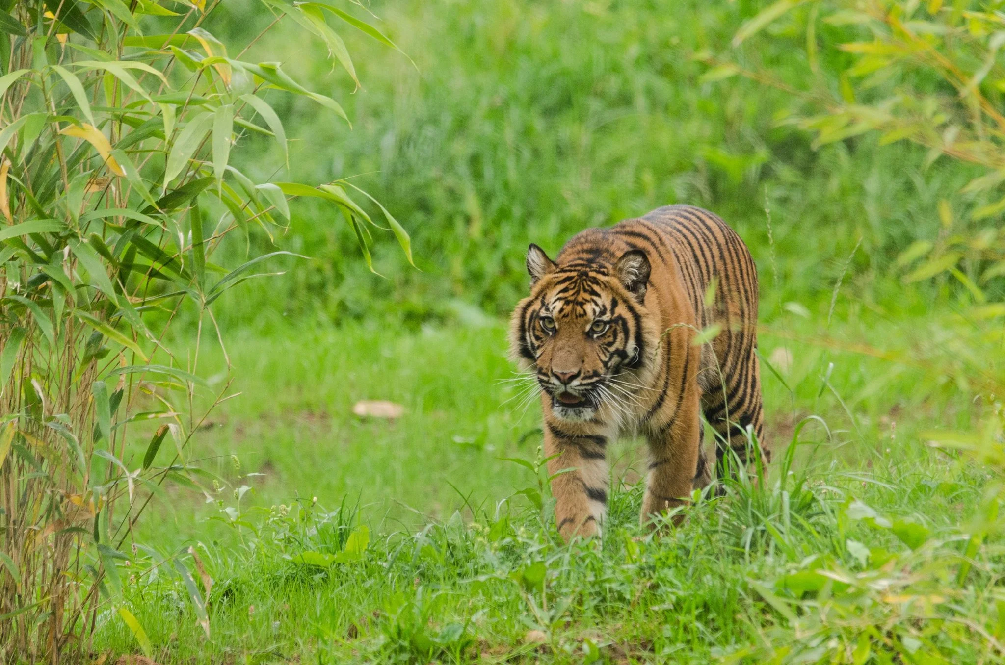 Meet the Tigers — Manor Wildlife Park