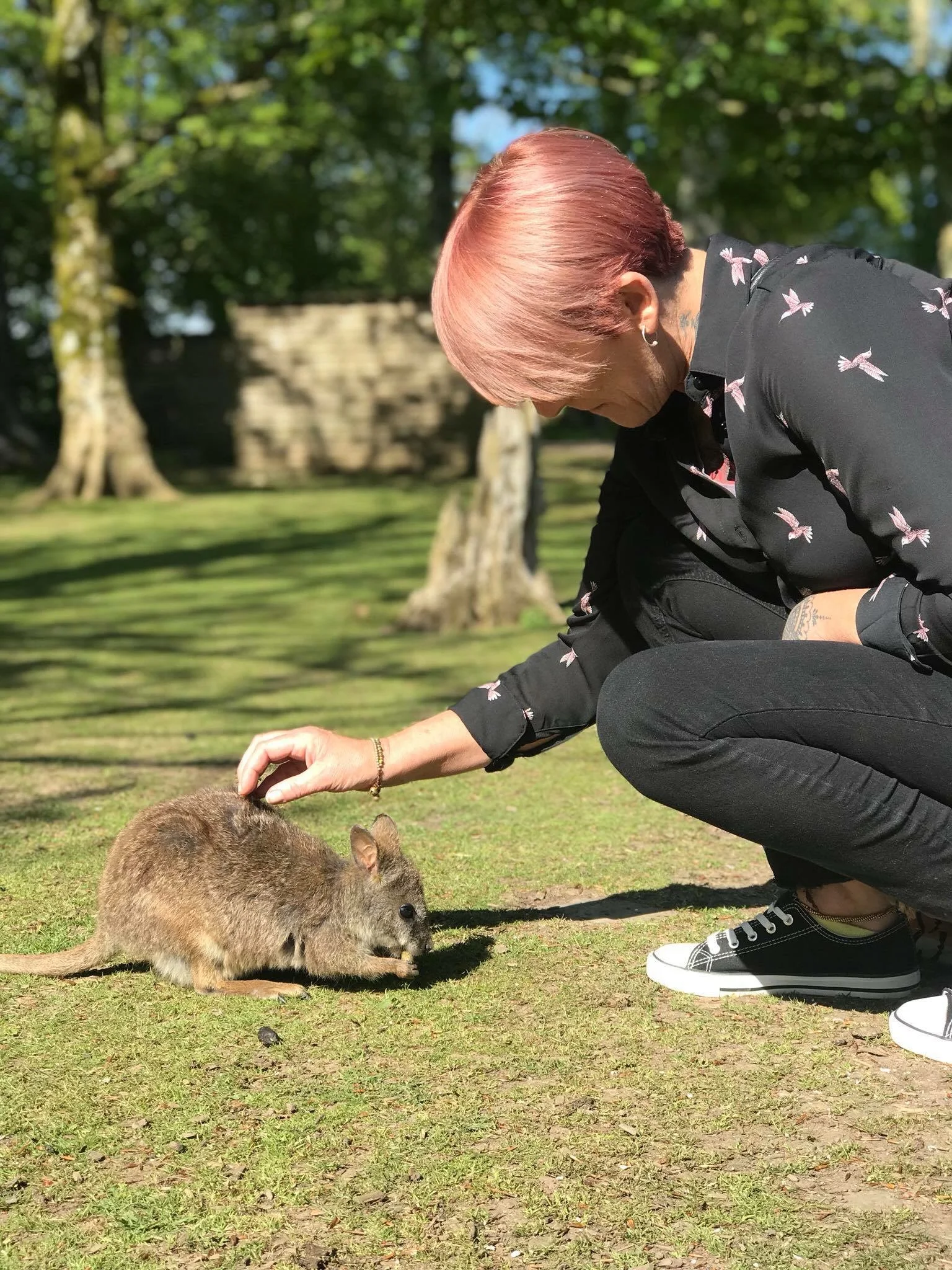 Wallaby walkthrough — Manor Wildlife Park