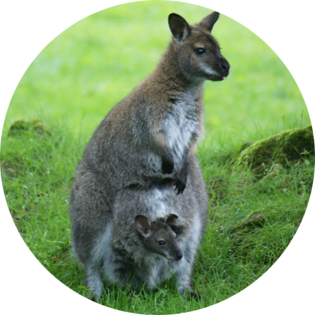 Wallaby walkthrough — Manor Wildlife Park