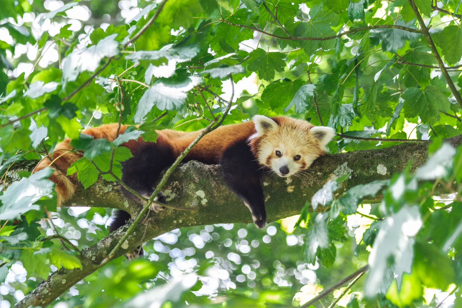Red Panda Woods — Manor Wildlife Park