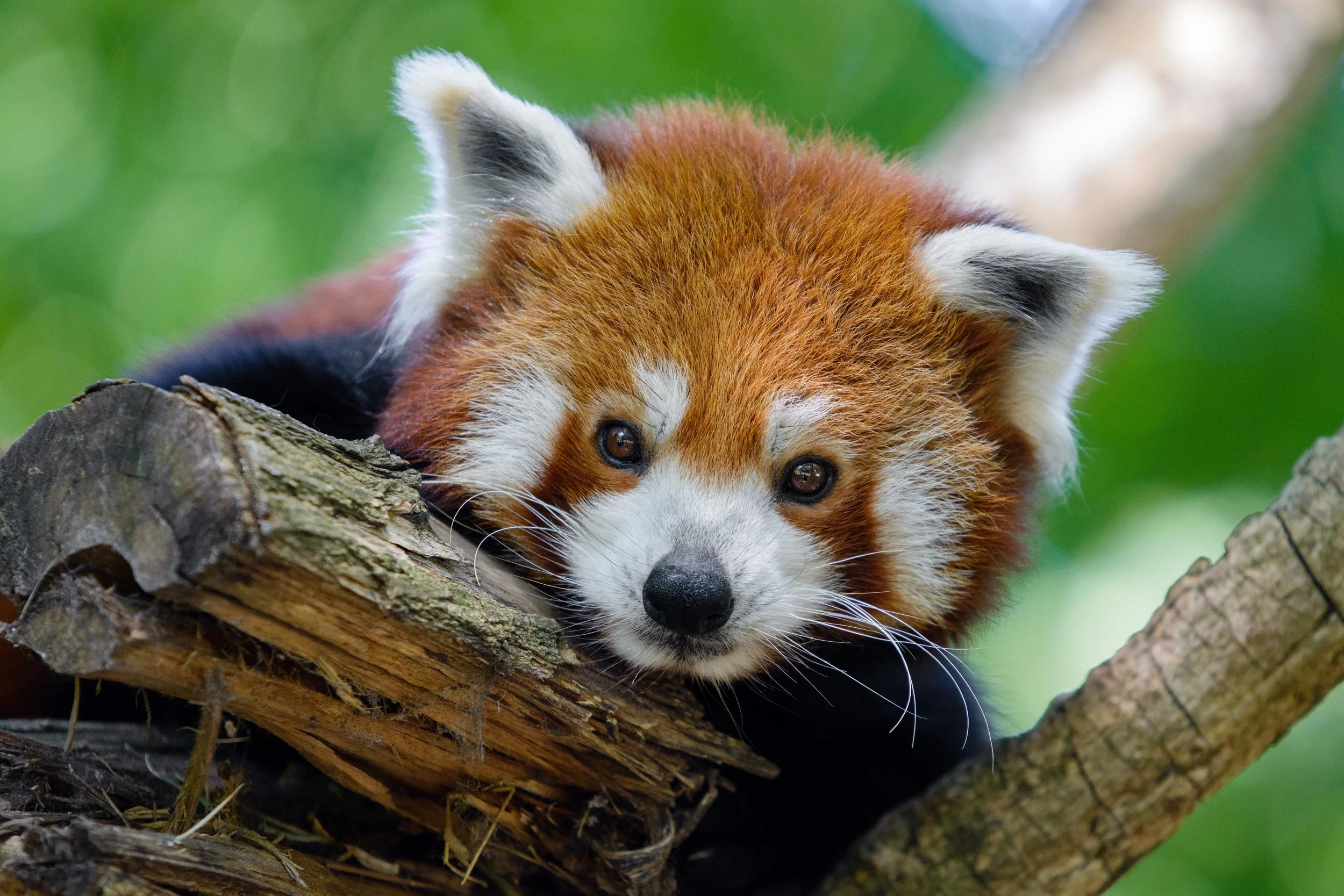 Meet the Red Pandas — Manor Wildlife Park