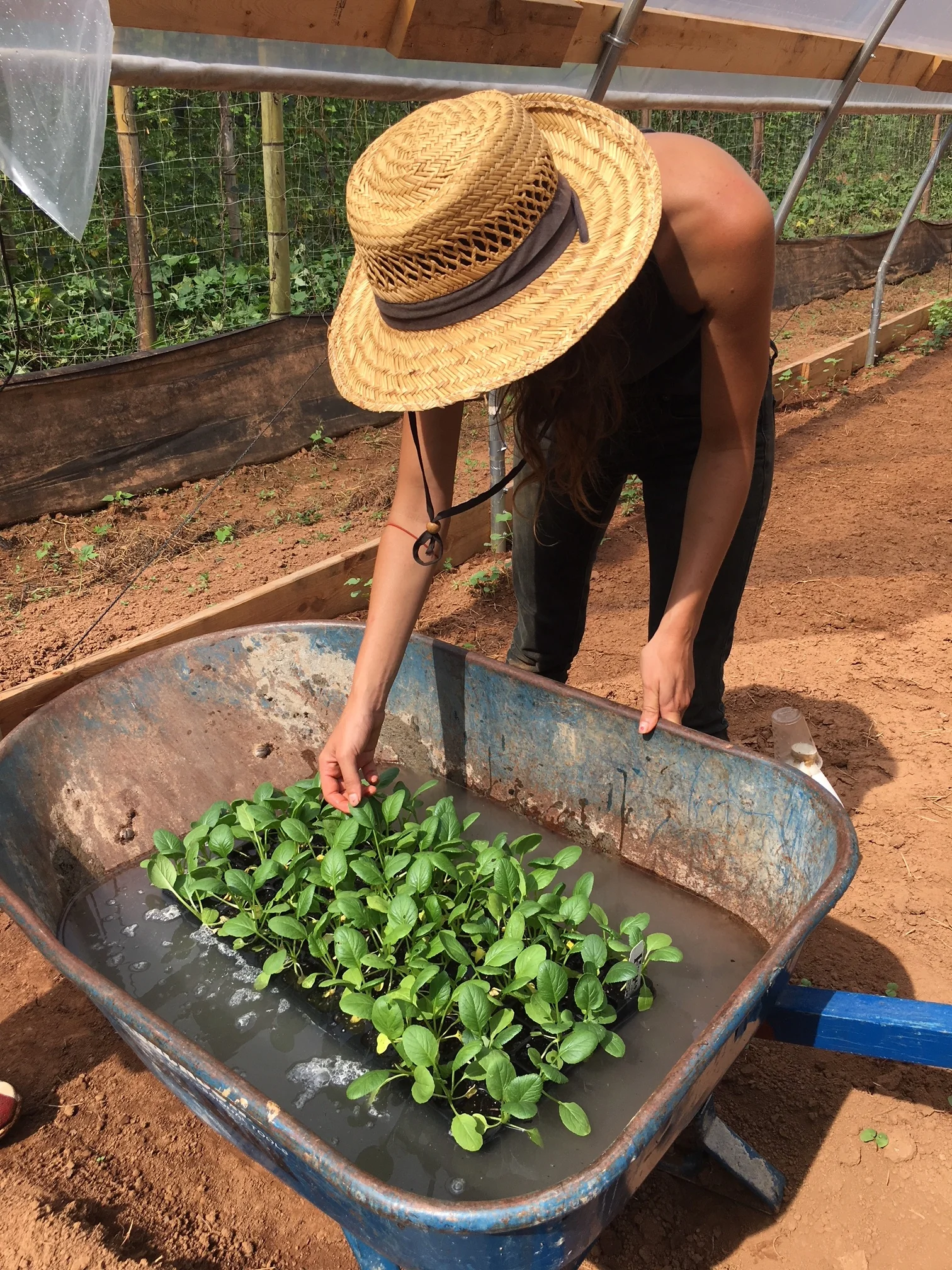 Volunteer — Global Growers