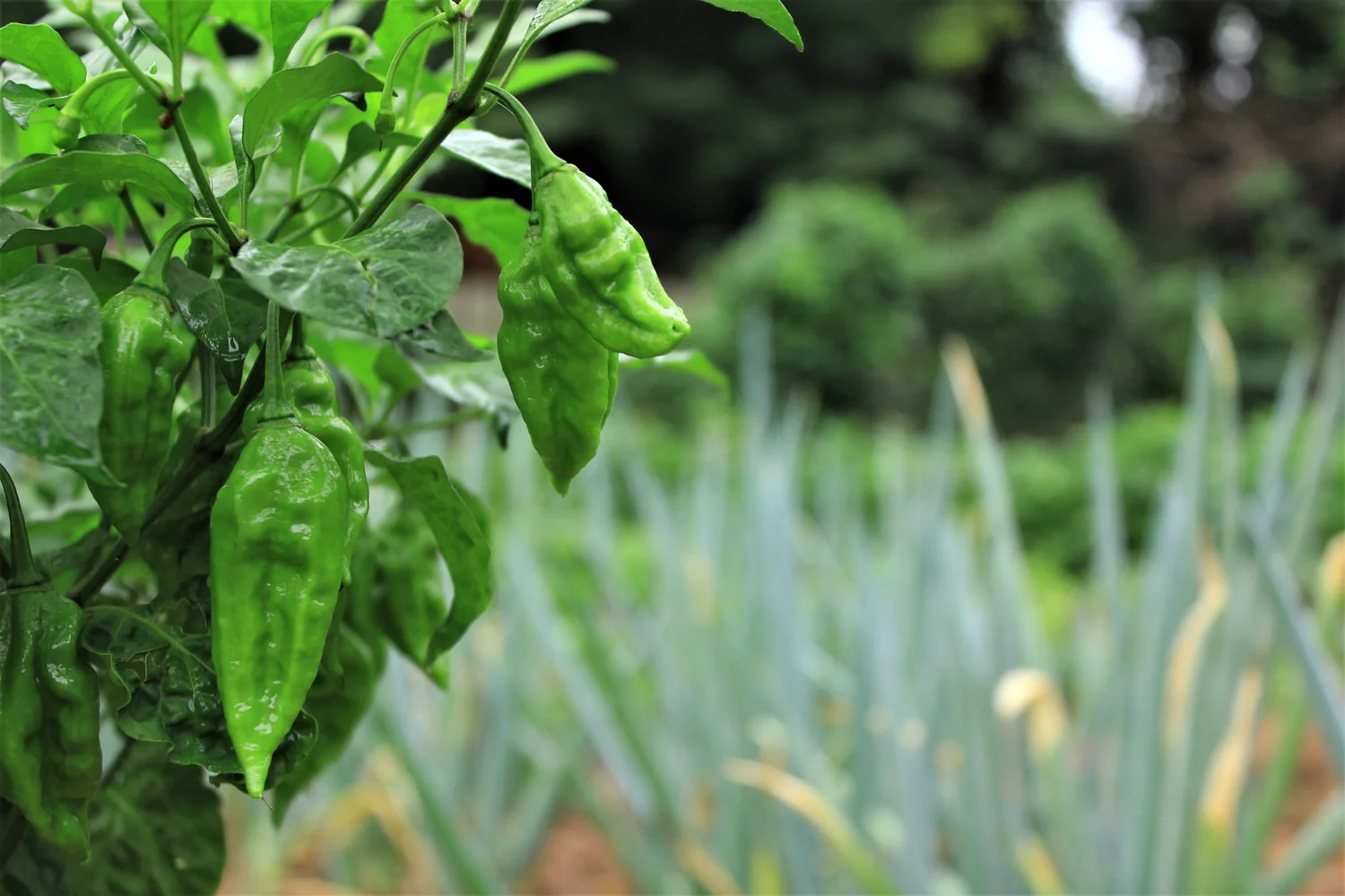 Our Impact — Global Growers