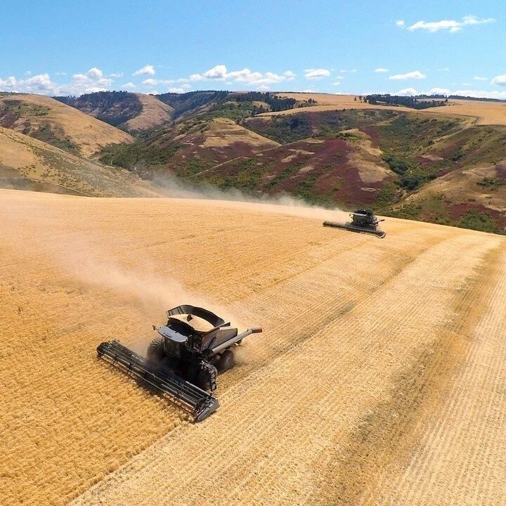MAINSTEM MALT