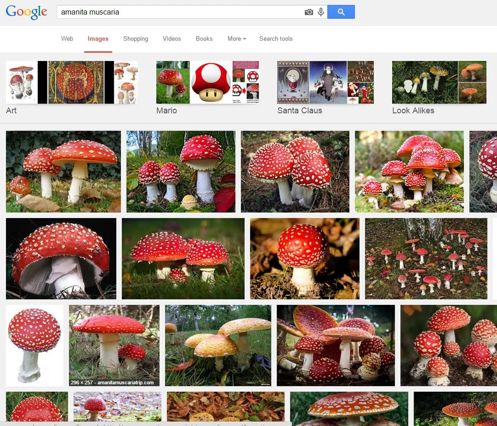 Add More Realism to Your Coloring: Use Photo References — Vanilla Arts Co.