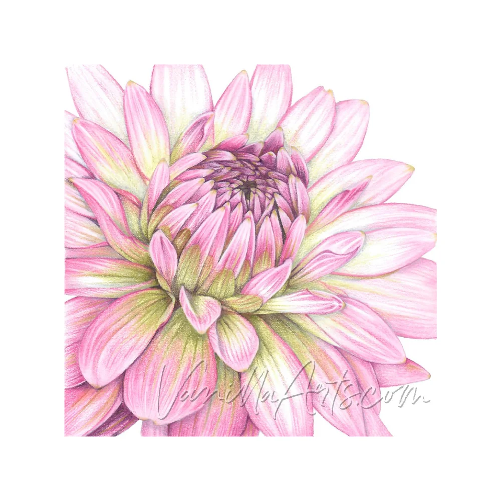Pink Dahlia Drawing