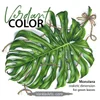 Monstera: Coloring Realistic Leaves with Copic Marker + Colored Pencil ...