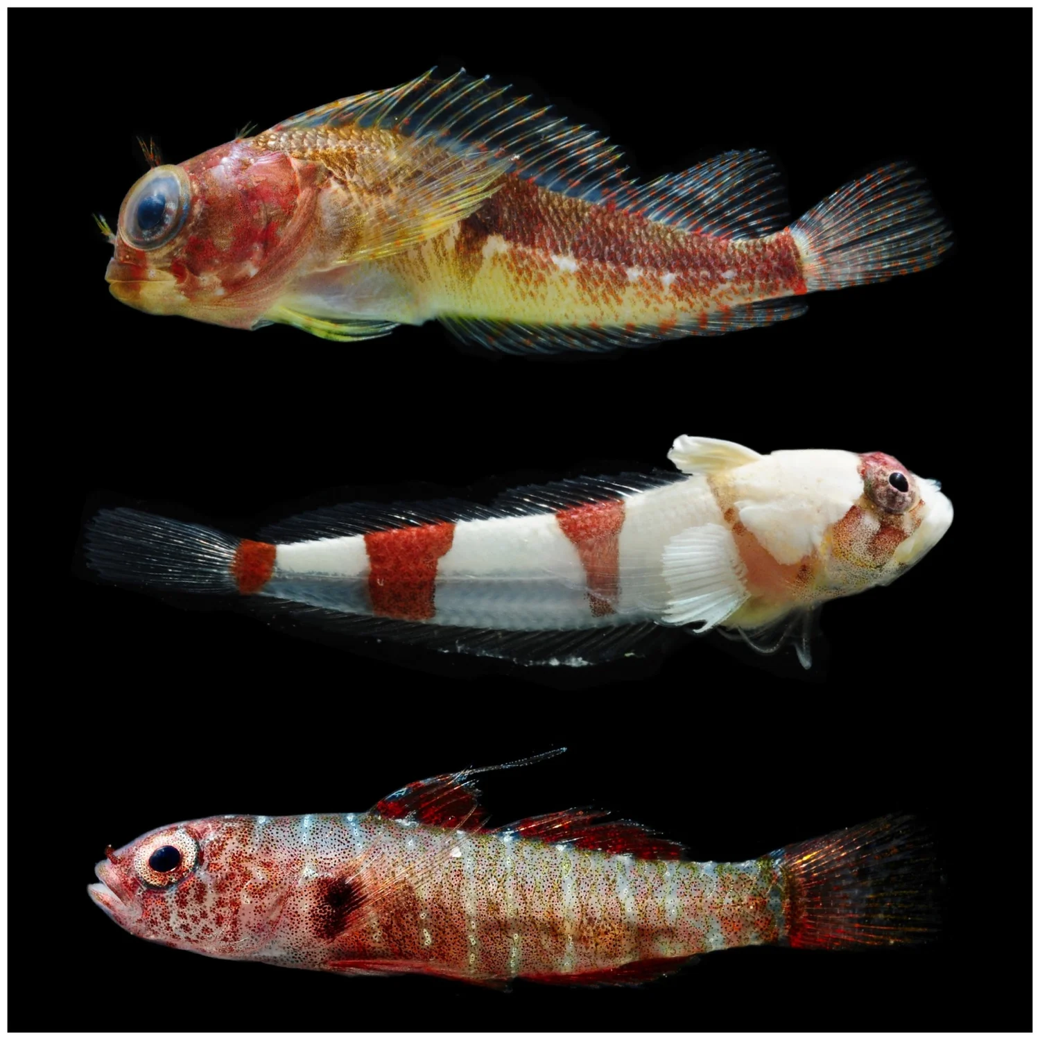 Research — Brandl Lab | Fish & Functions