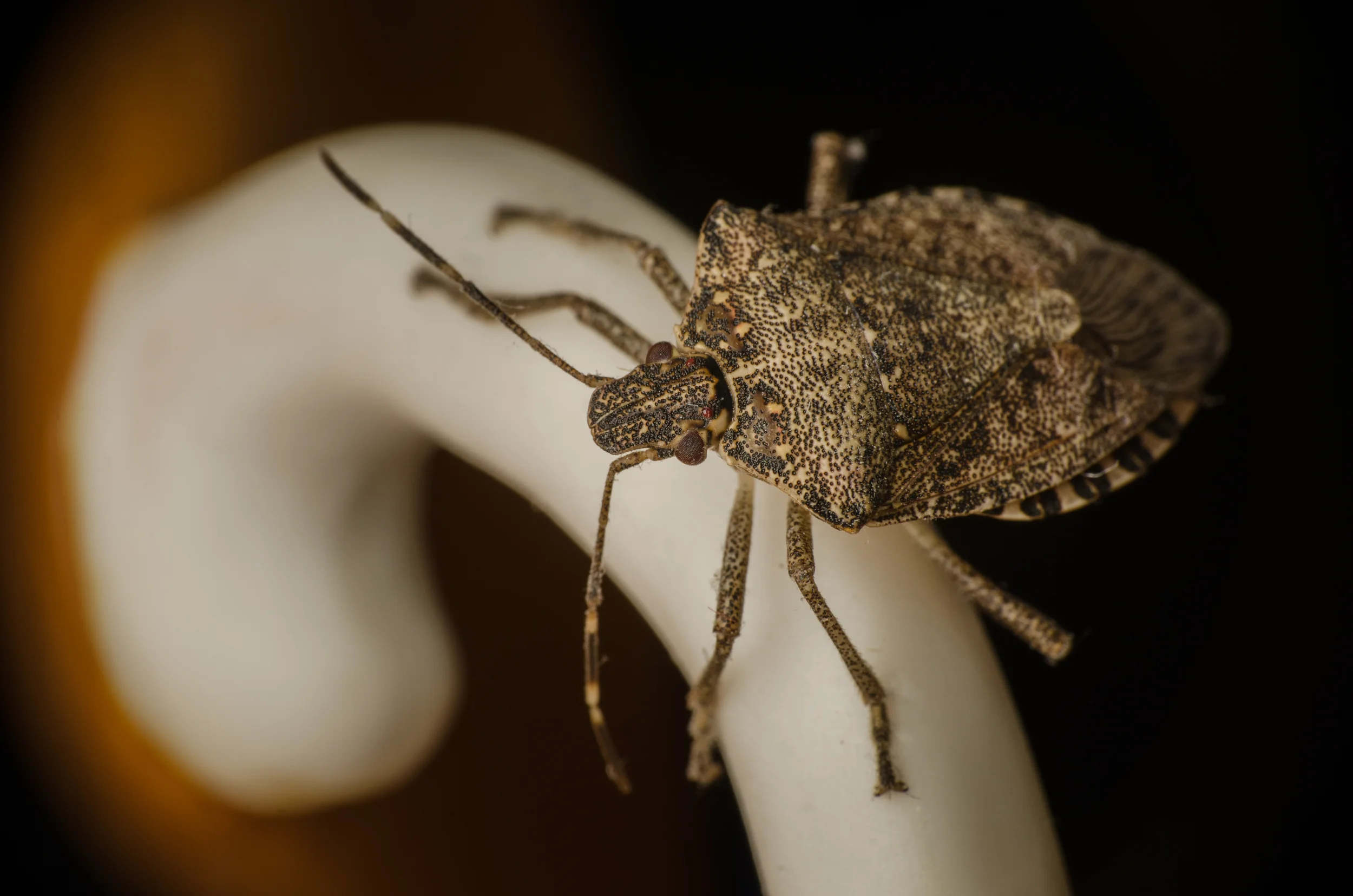 Review: Testing the Raynox DCR-250 (M-250) — peter bartlett