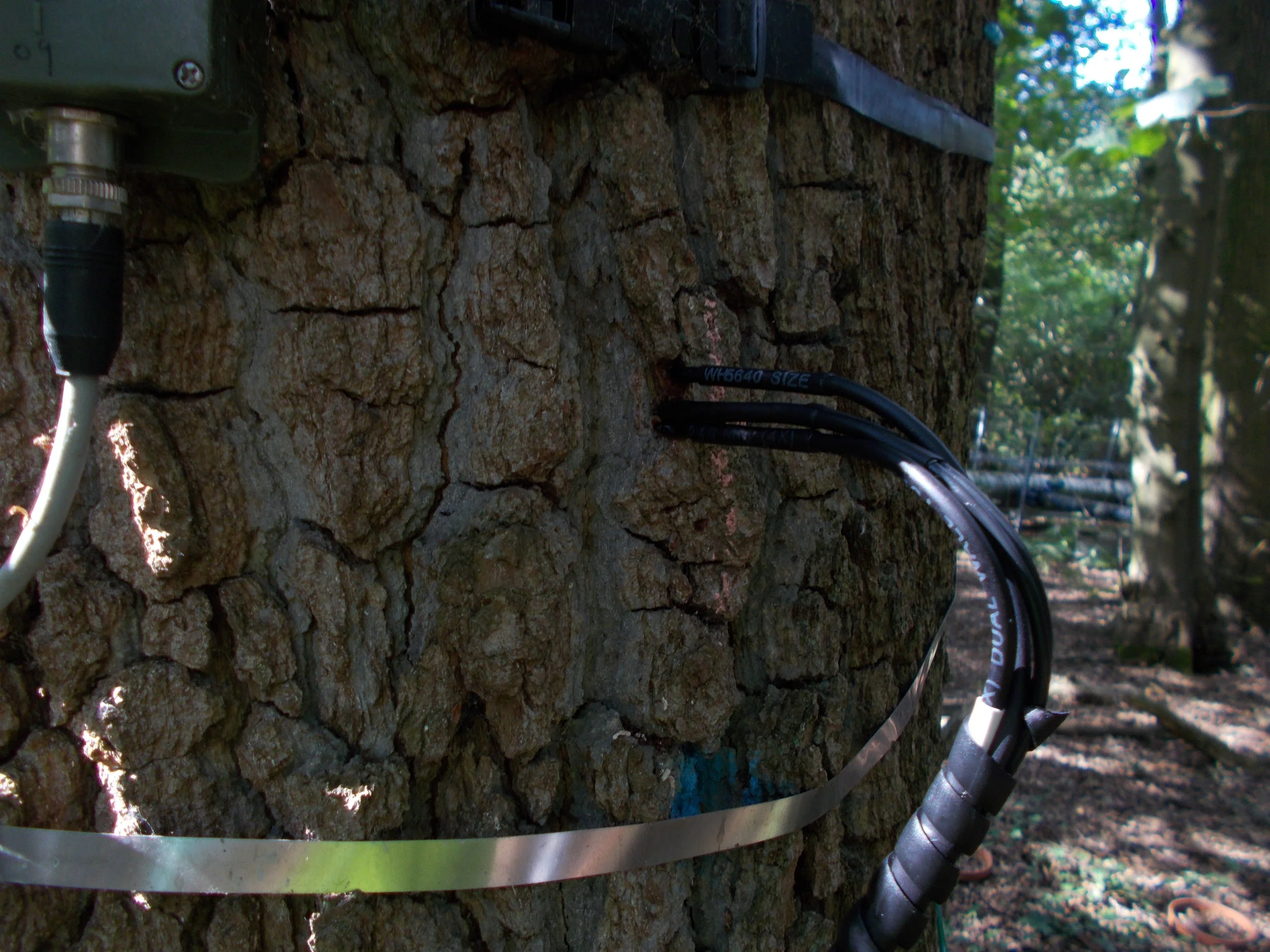 Birmingham Institute of Forest Research- Free-Air Carbon Enrichment ...