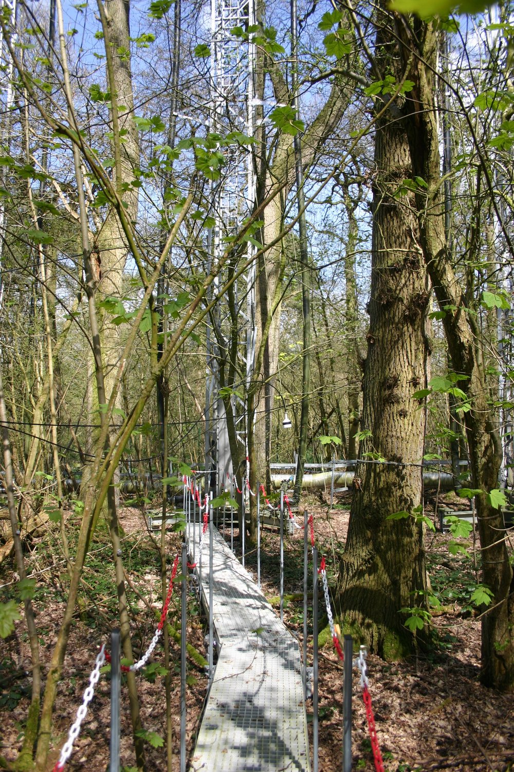 Every day I'm rustling: Crushing leaves in the name of science ...