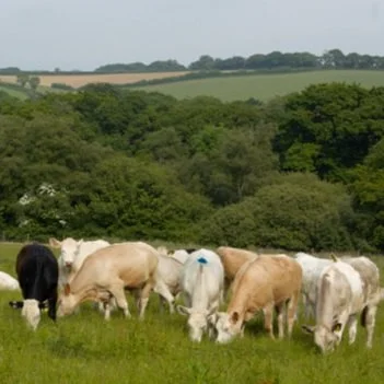 Blogs from the Ecological Continuity Trust (ECT) — ECOLOGICAL ...