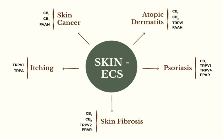 How Your Skin’s Endocannabinoid System’s Changing the Game & Your Genes ...
