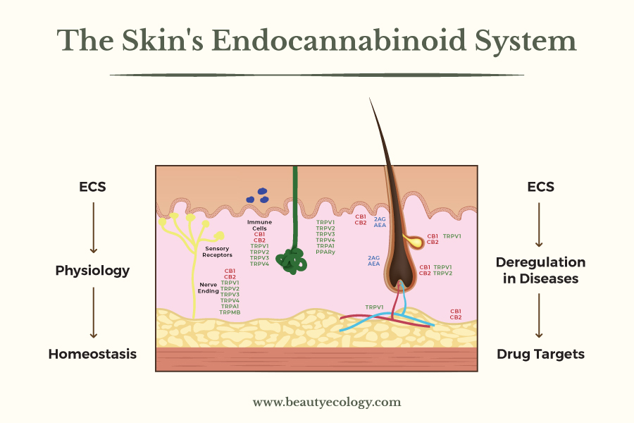 How Your Skin’s Endocannabinoid System’s Changing the Game & Your Genes ...