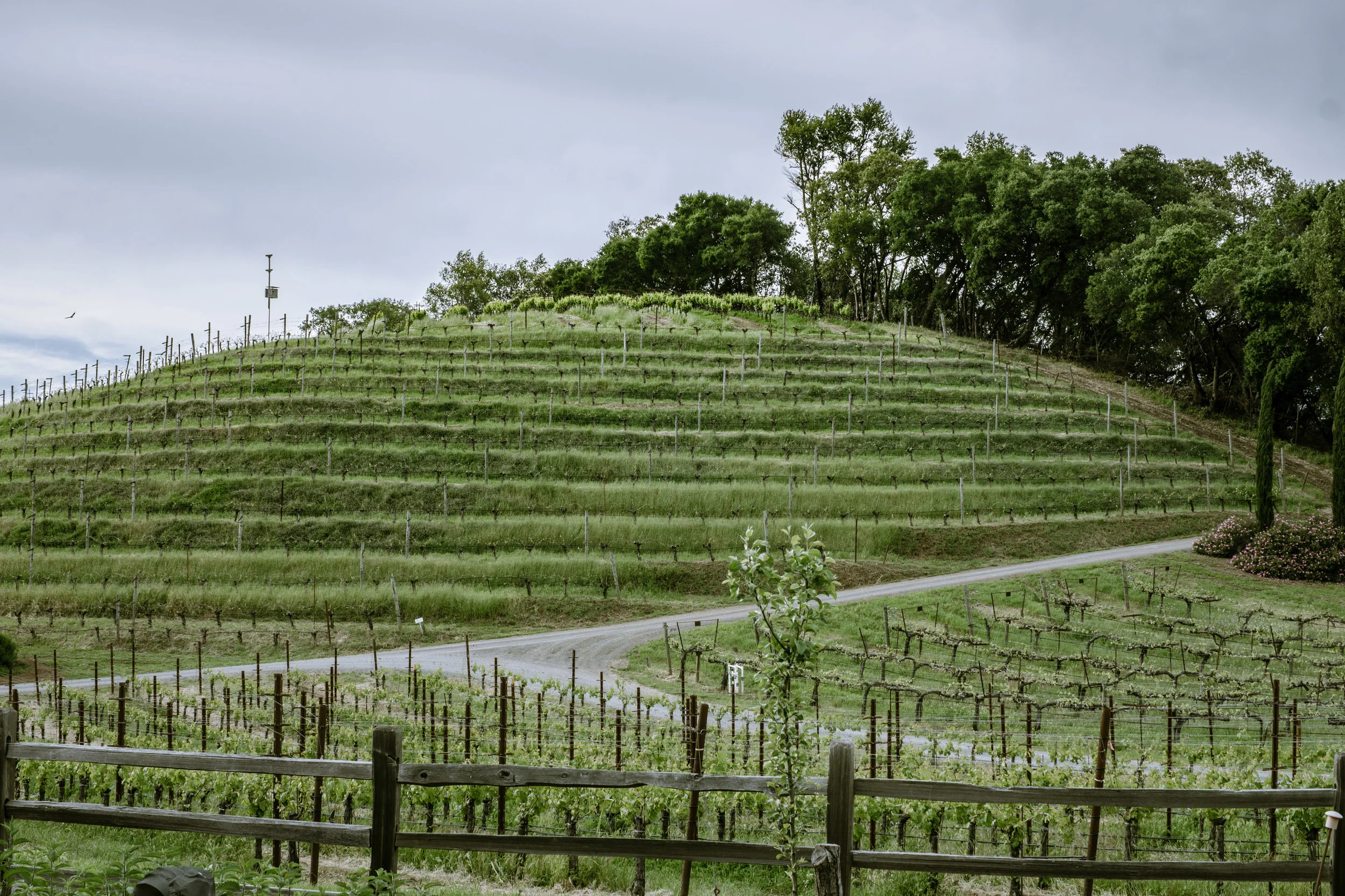 A more sustainable wine: Benziger Family Winery — the snobby foodie