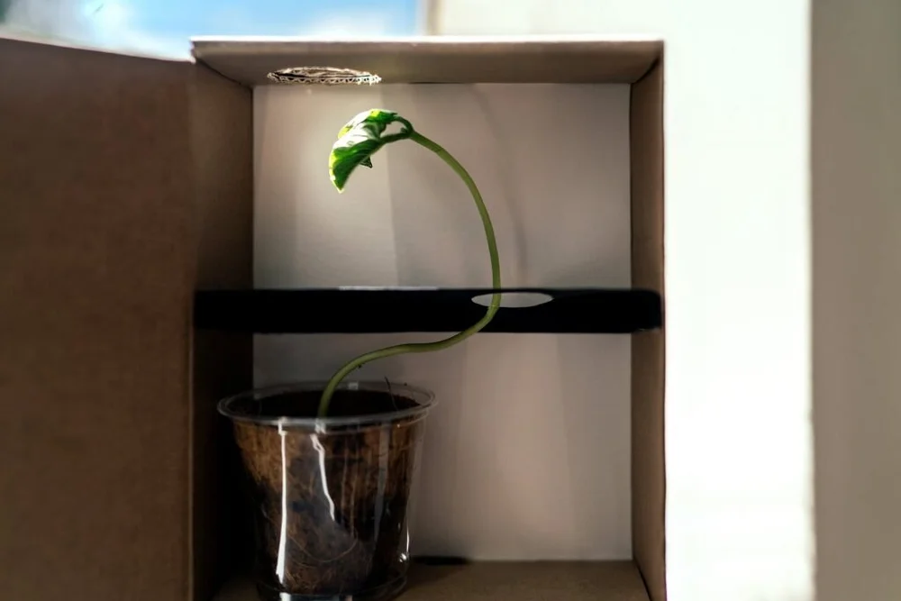 Plant Light Maze | Ages 9-16 — Lodi Community Art Center