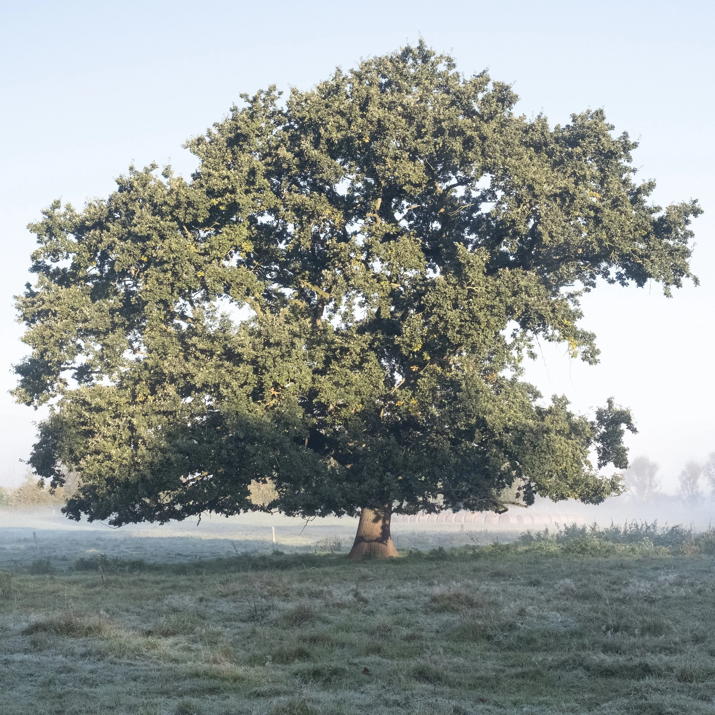 RIO WOLTA – Technophobia