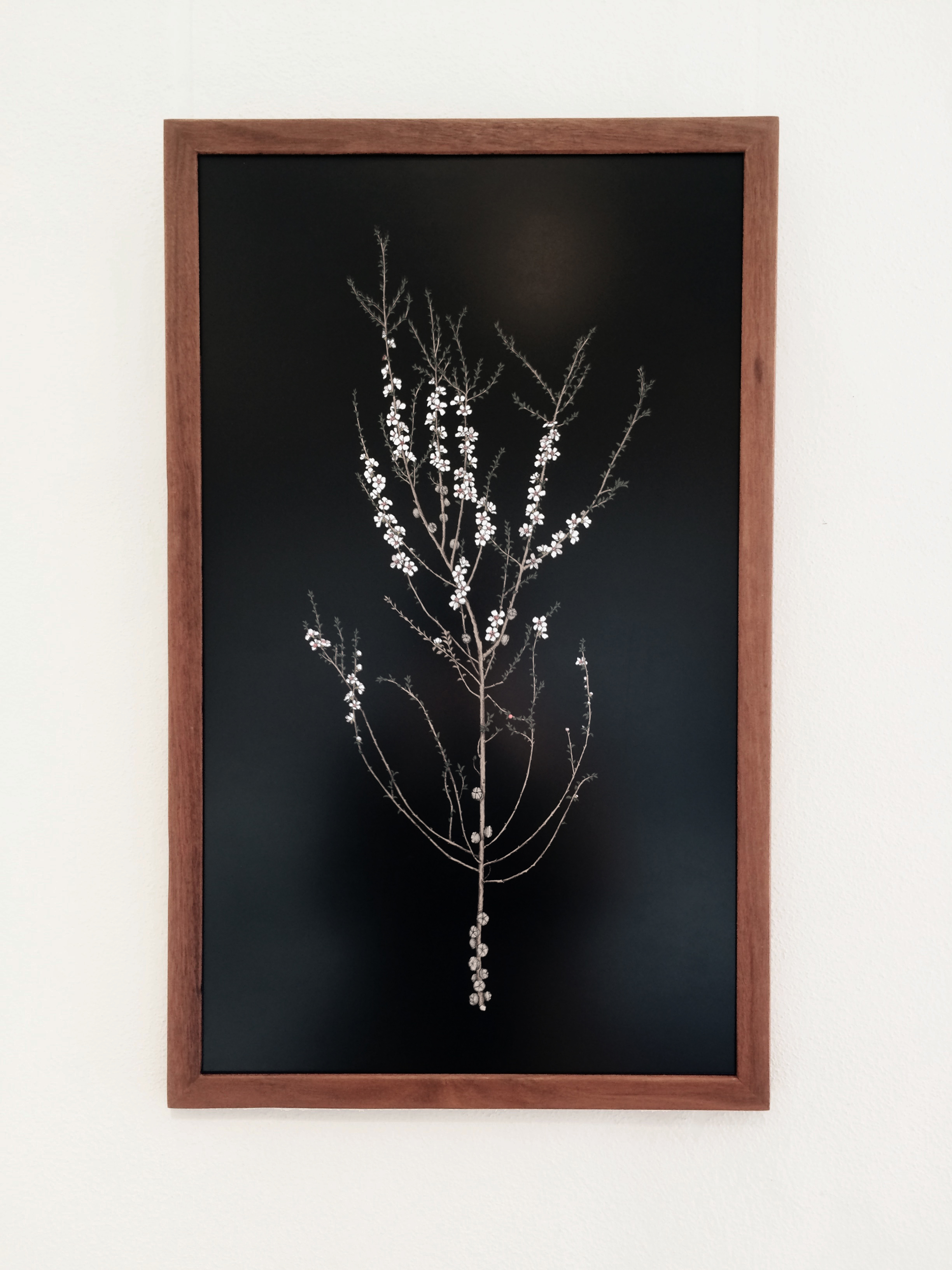 Shop Australian flora silk scarves. Designed/printed + sewn in ...