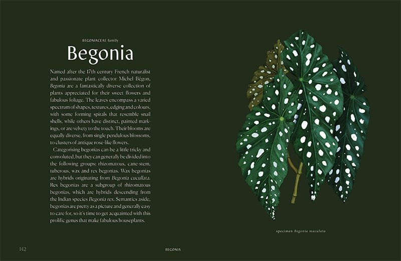 PLANTOPEDIA — Edith Rewa