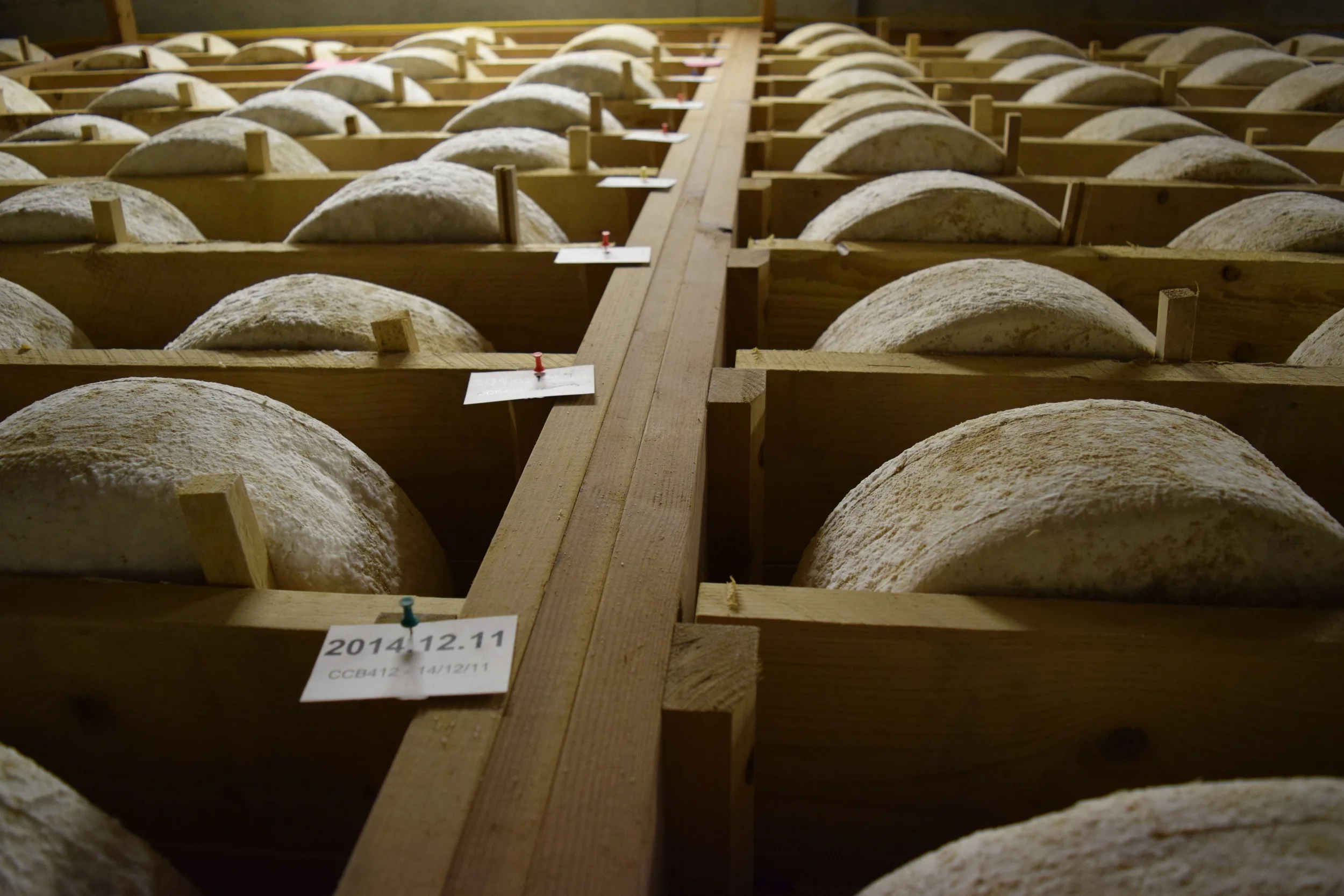 Scintillate / Marisa Dobson