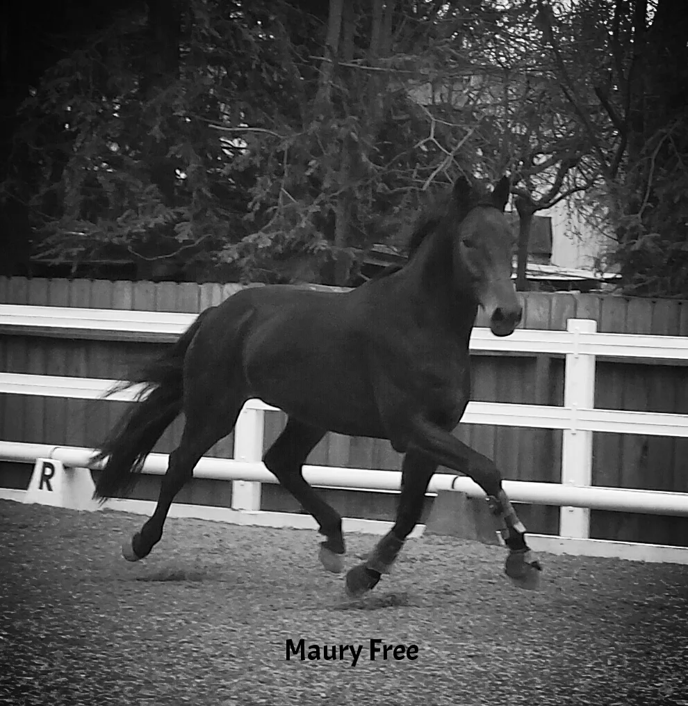 Gallery — Jane Ewer Dressage