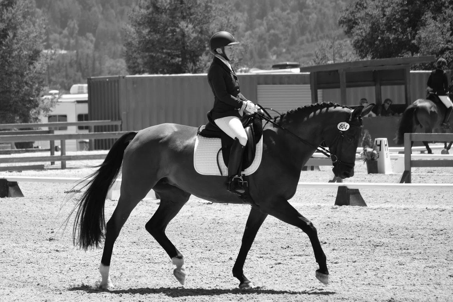 Gallery — Jane Ewer Dressage