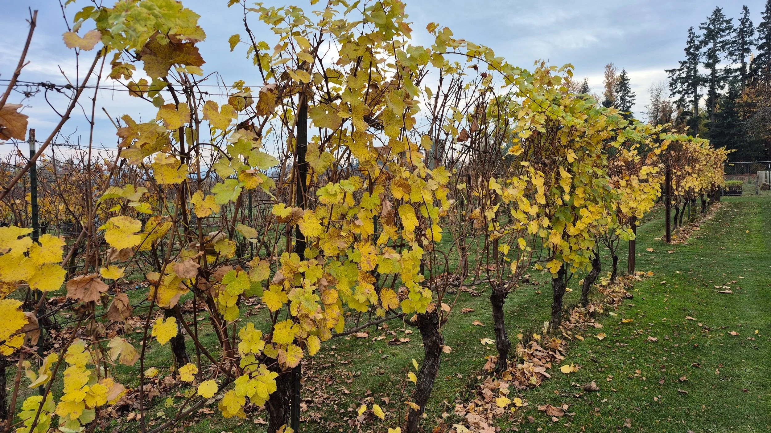 Hanson Vineyards