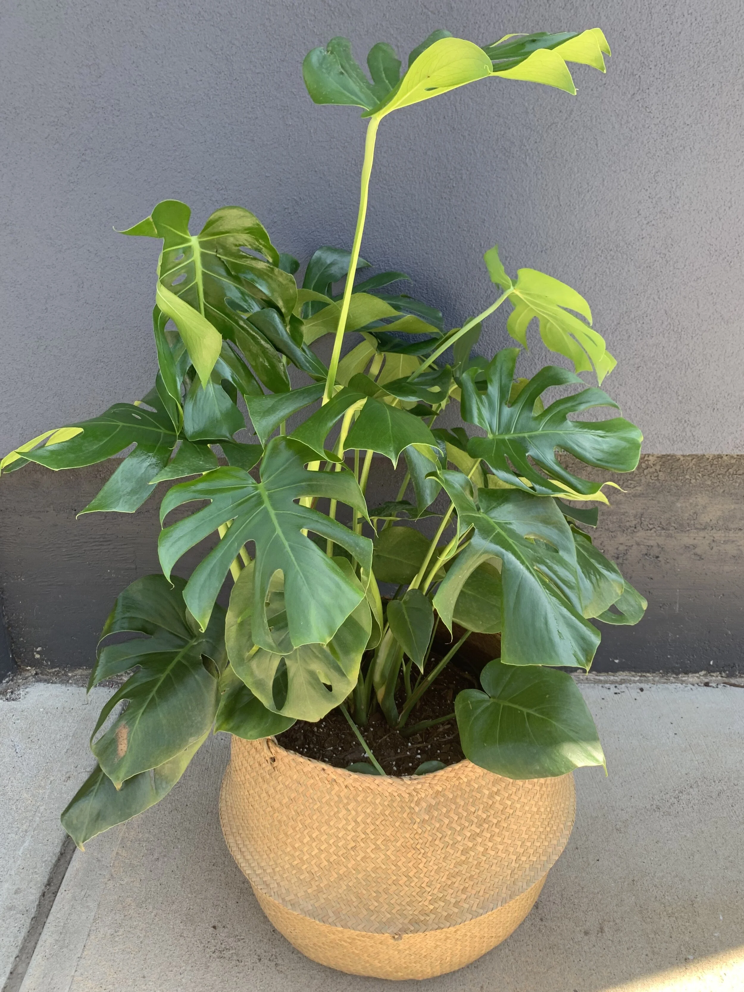 Plant Delivery In The Greater Boston Area. Houseplants & Orchids Hand ...