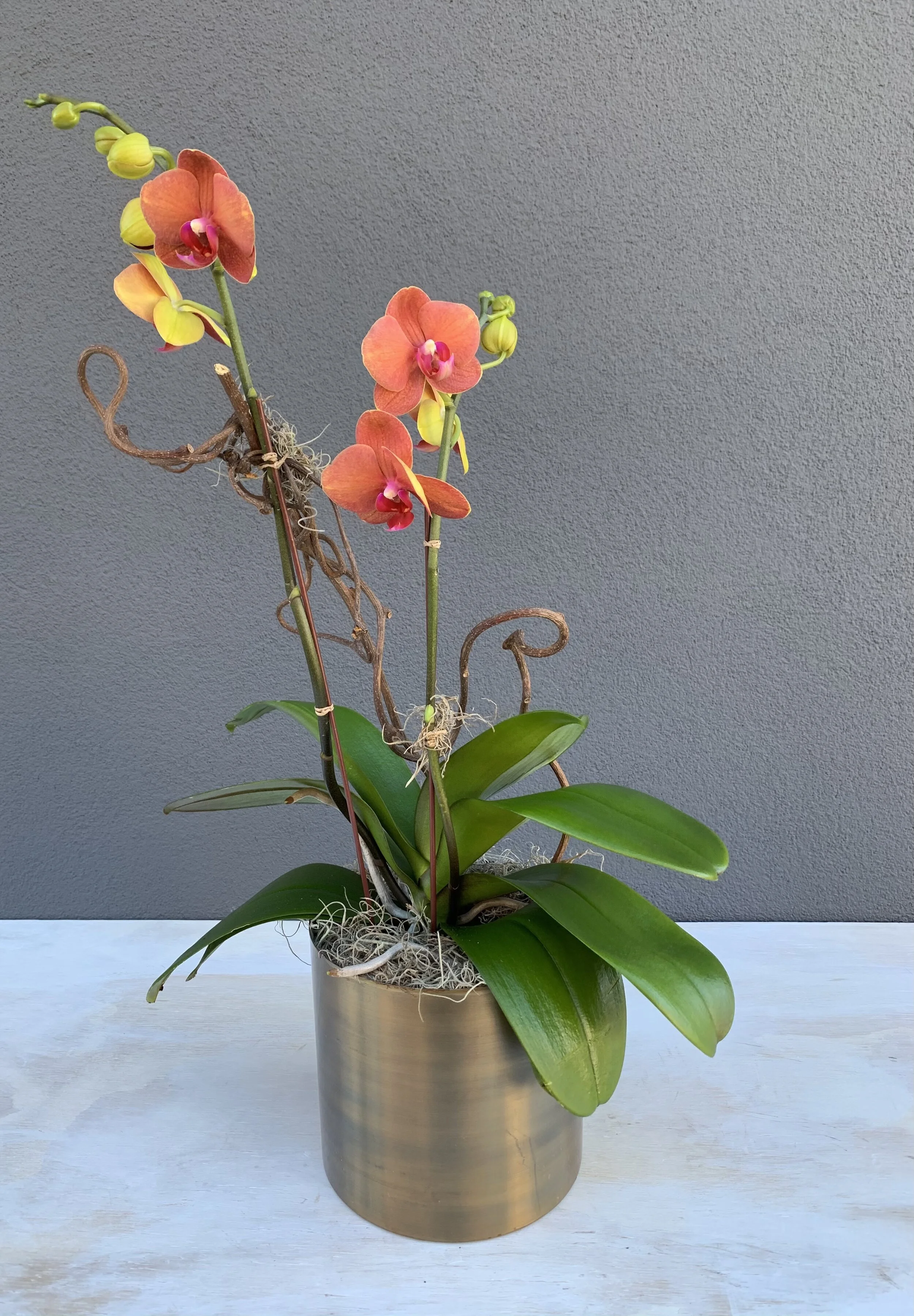 Wide Variety Of Orchid Plants Hand Delivered In The Greater Boston Area ...
