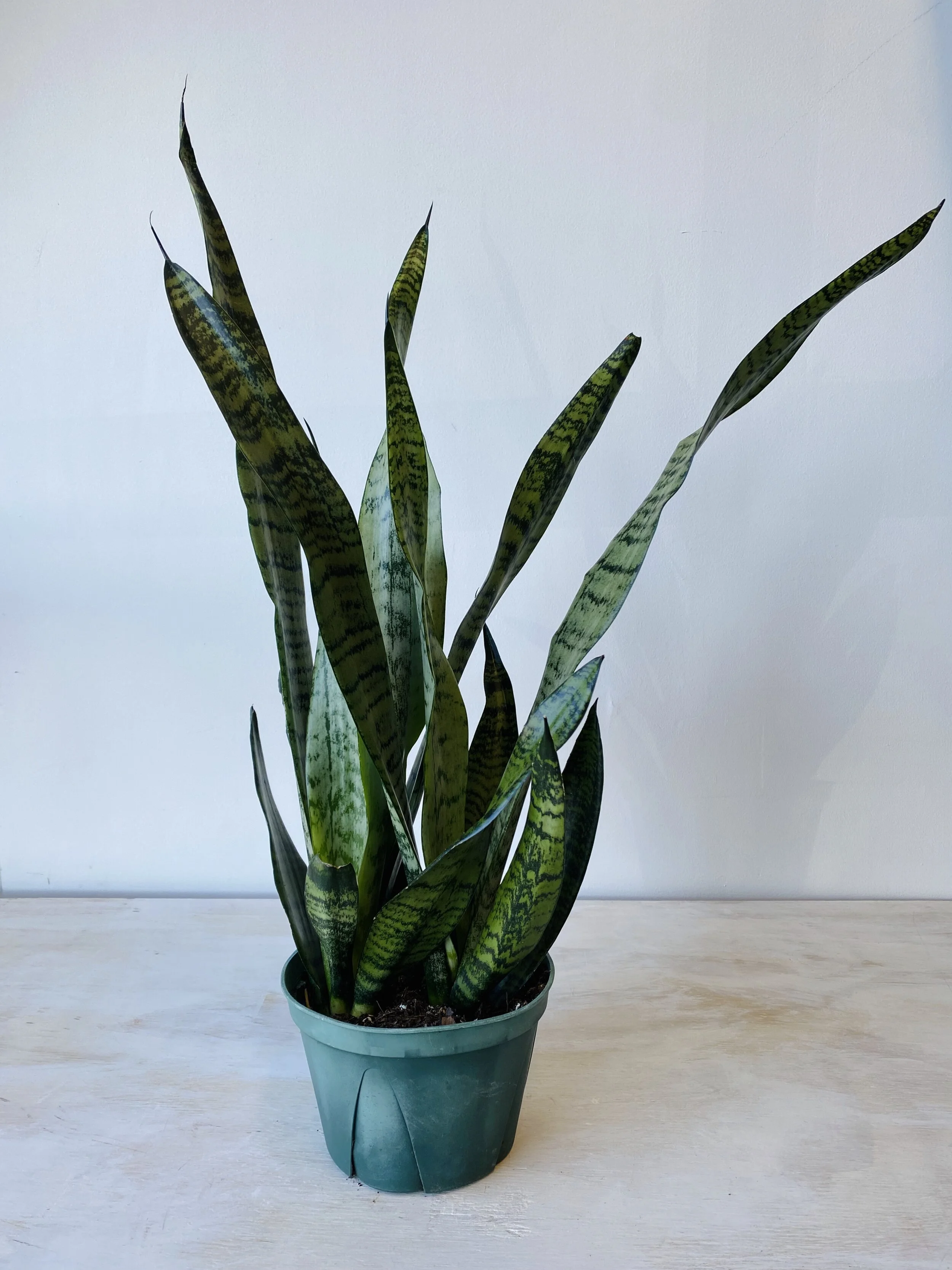 Beacon Hill Florist Pickup Flowers & Plants | Boston's Premier Florist ...