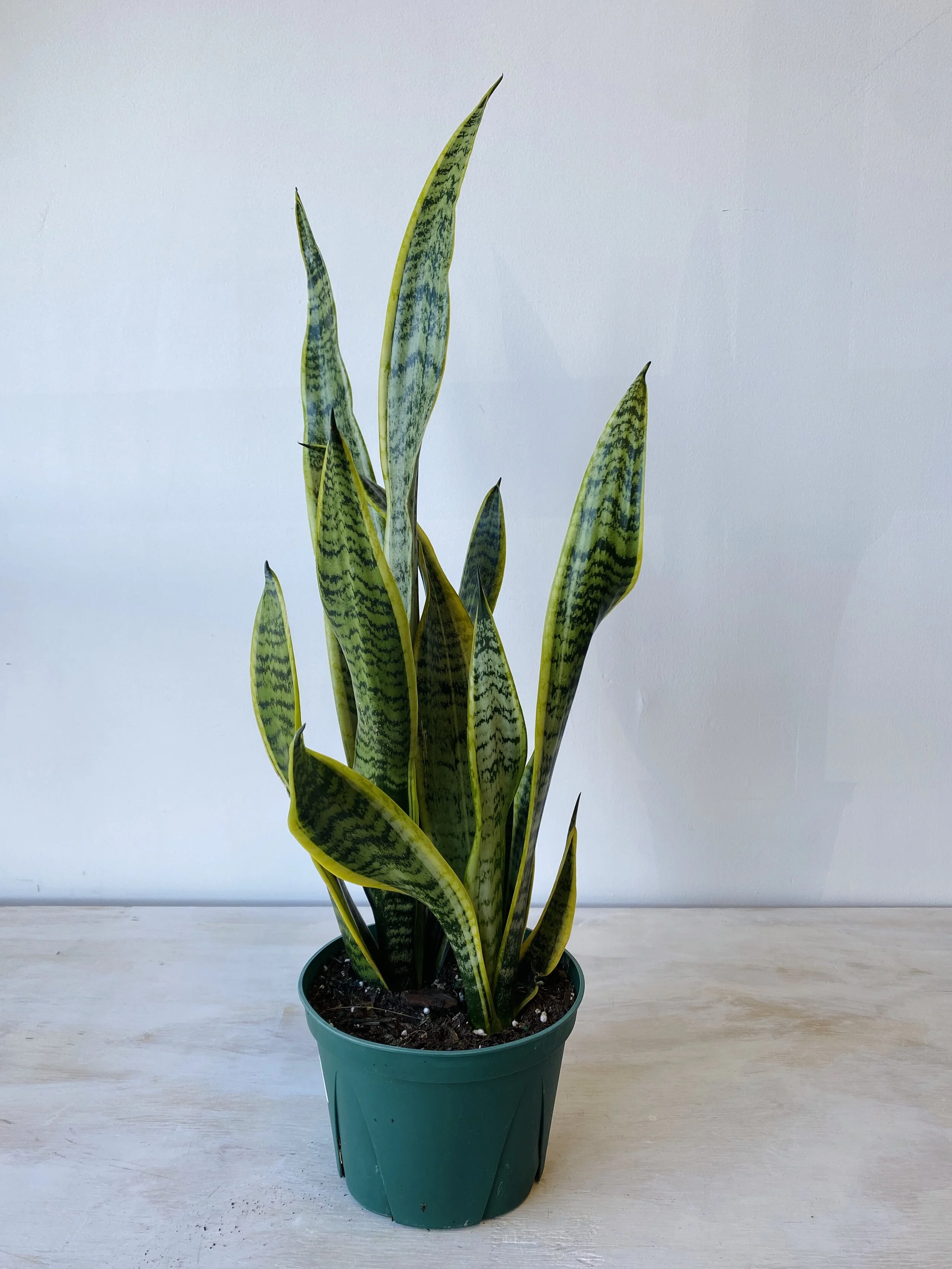 Beacon Hill Florist Pickup Flowers & Plants | Boston's Premier Florist ...