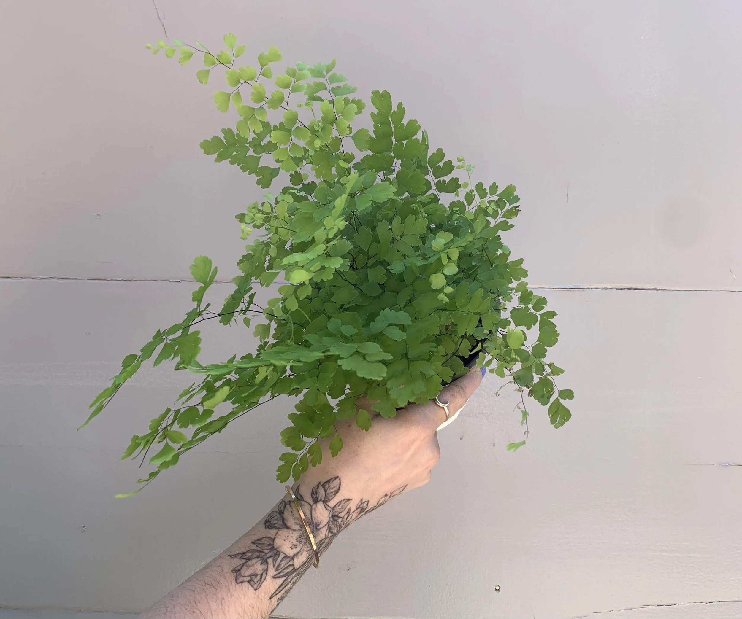 Beacon Hill Florist Pickup Flowers & Plants | Boston's Premier Florist ...