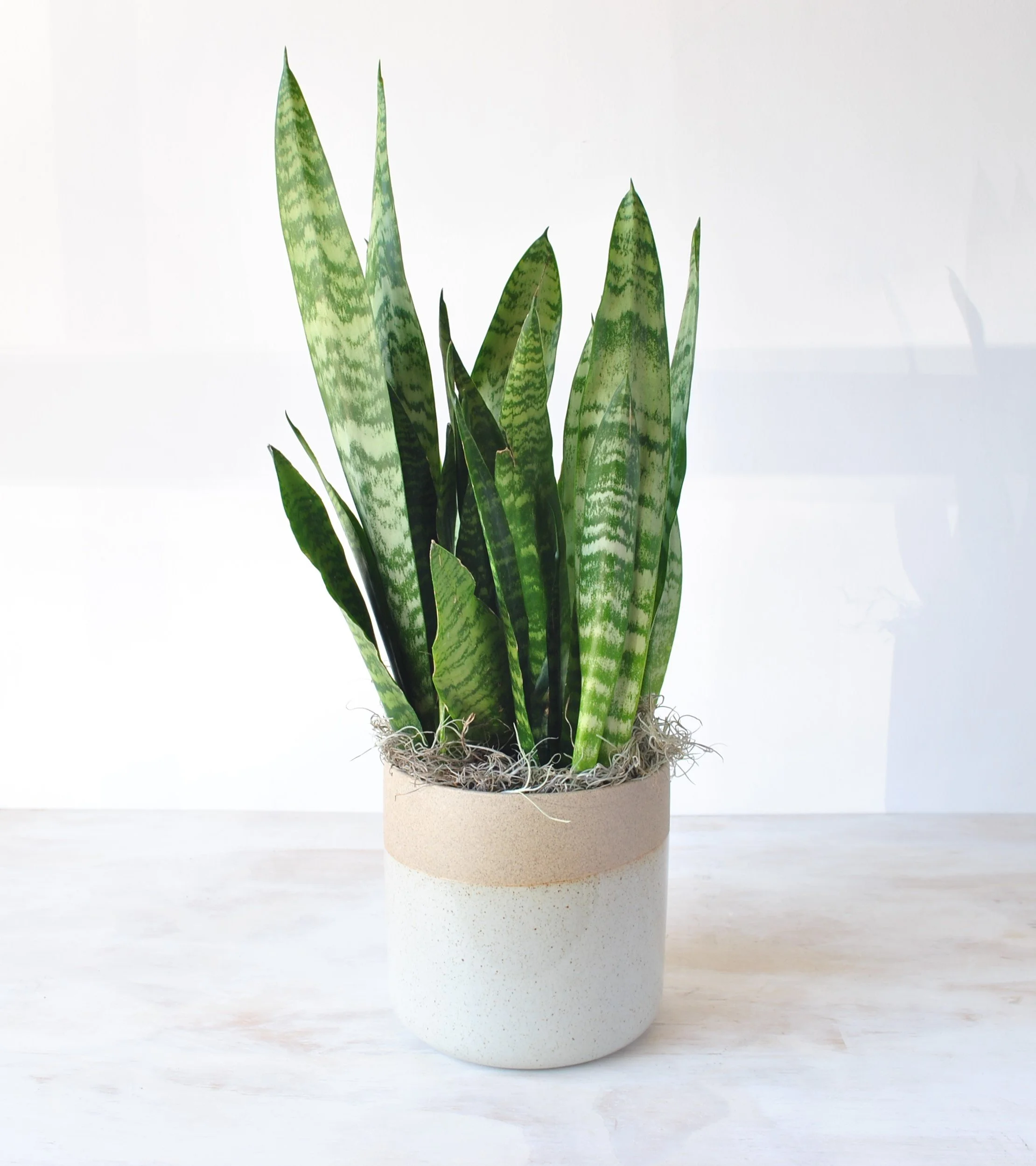 Plant Delivery In The Greater Boston Area. Houseplants & Orchids Hand ...