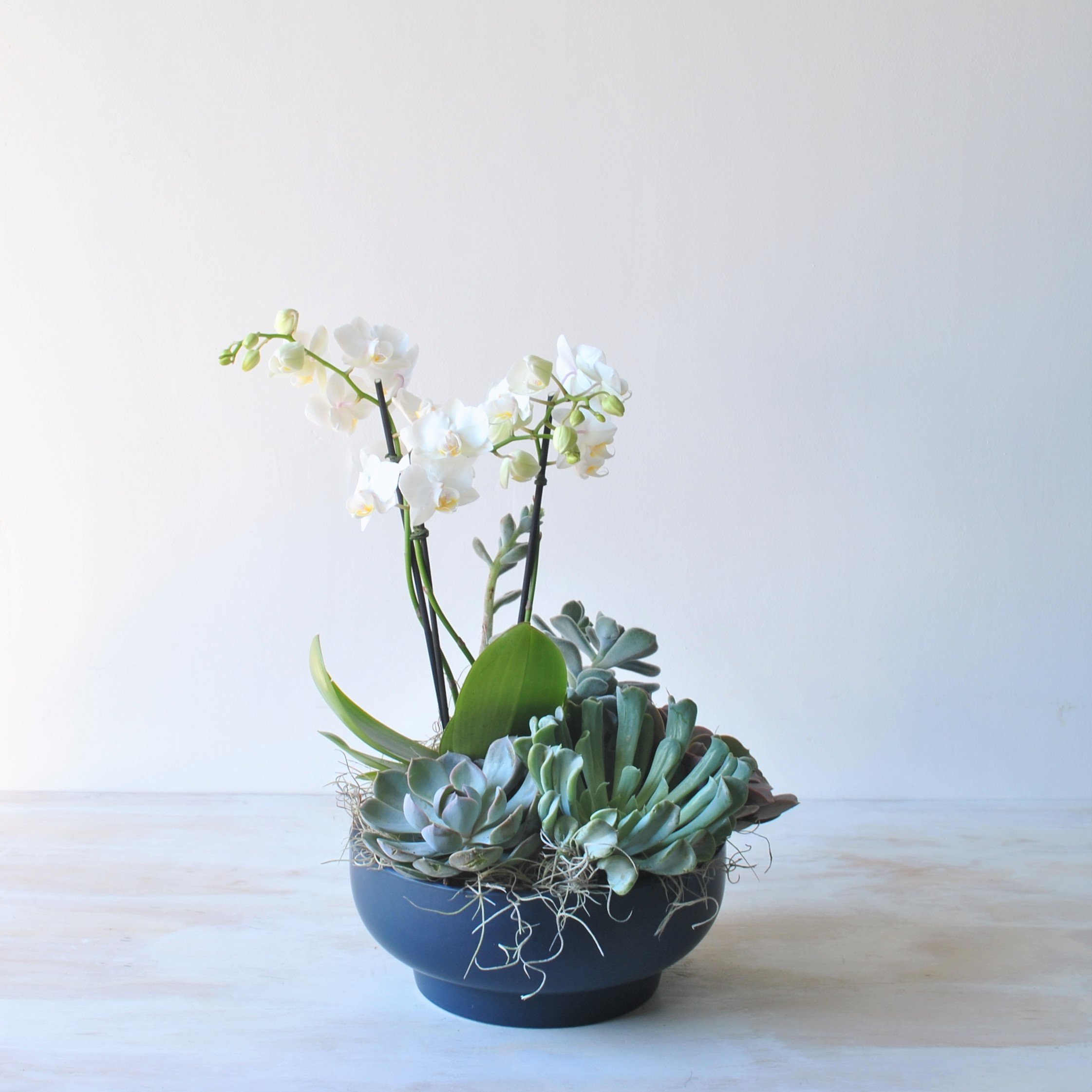 Wide Variety Of Orchid Plants Hand Delivered In The Greater Boston Area ...