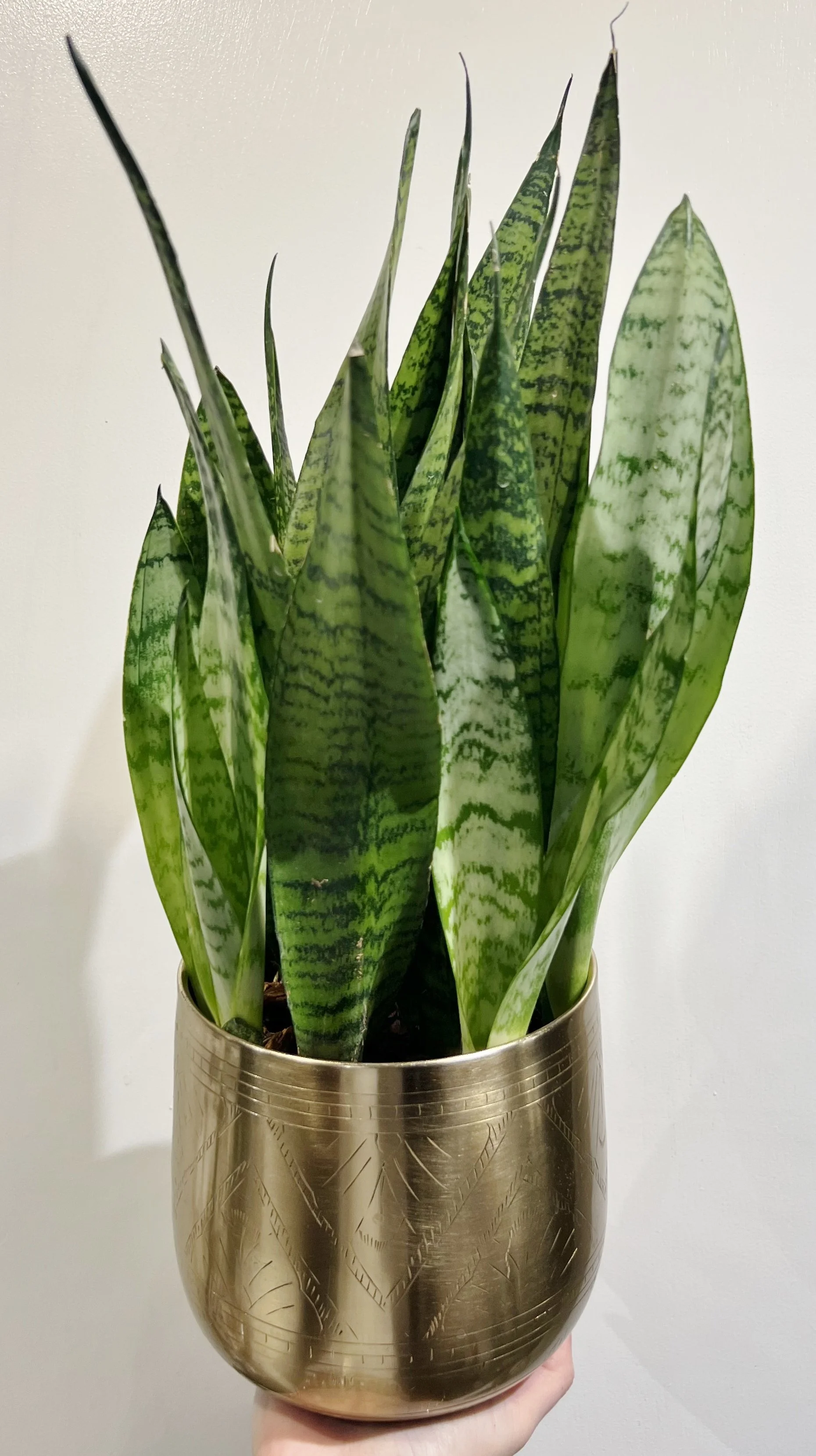 Beacon Hill Florist Pickup Flowers & Plants | Boston's Premier Florist ...