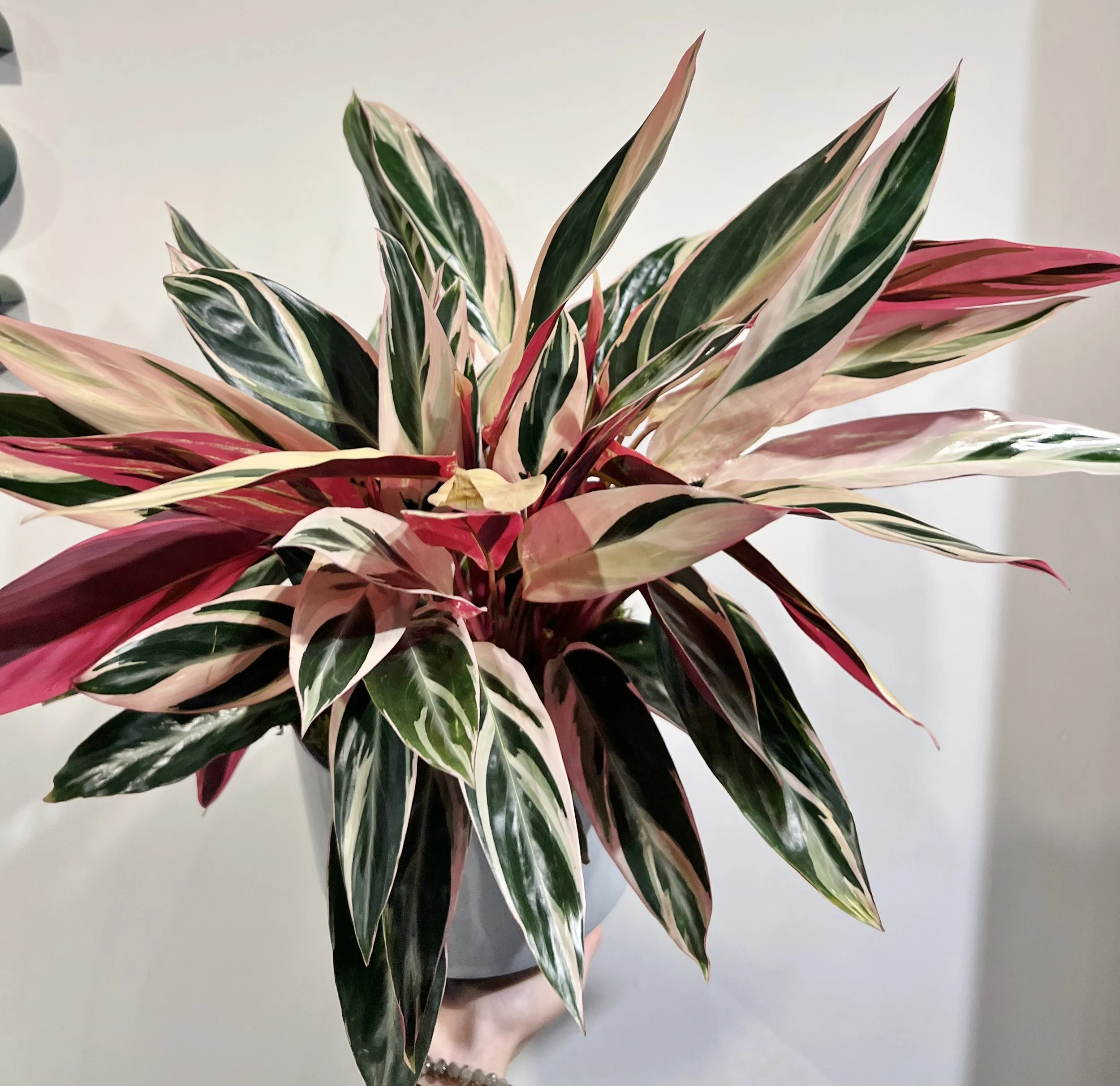 Beacon Hill Florist Pickup Flowers & Plants | Boston's Premier Florist ...