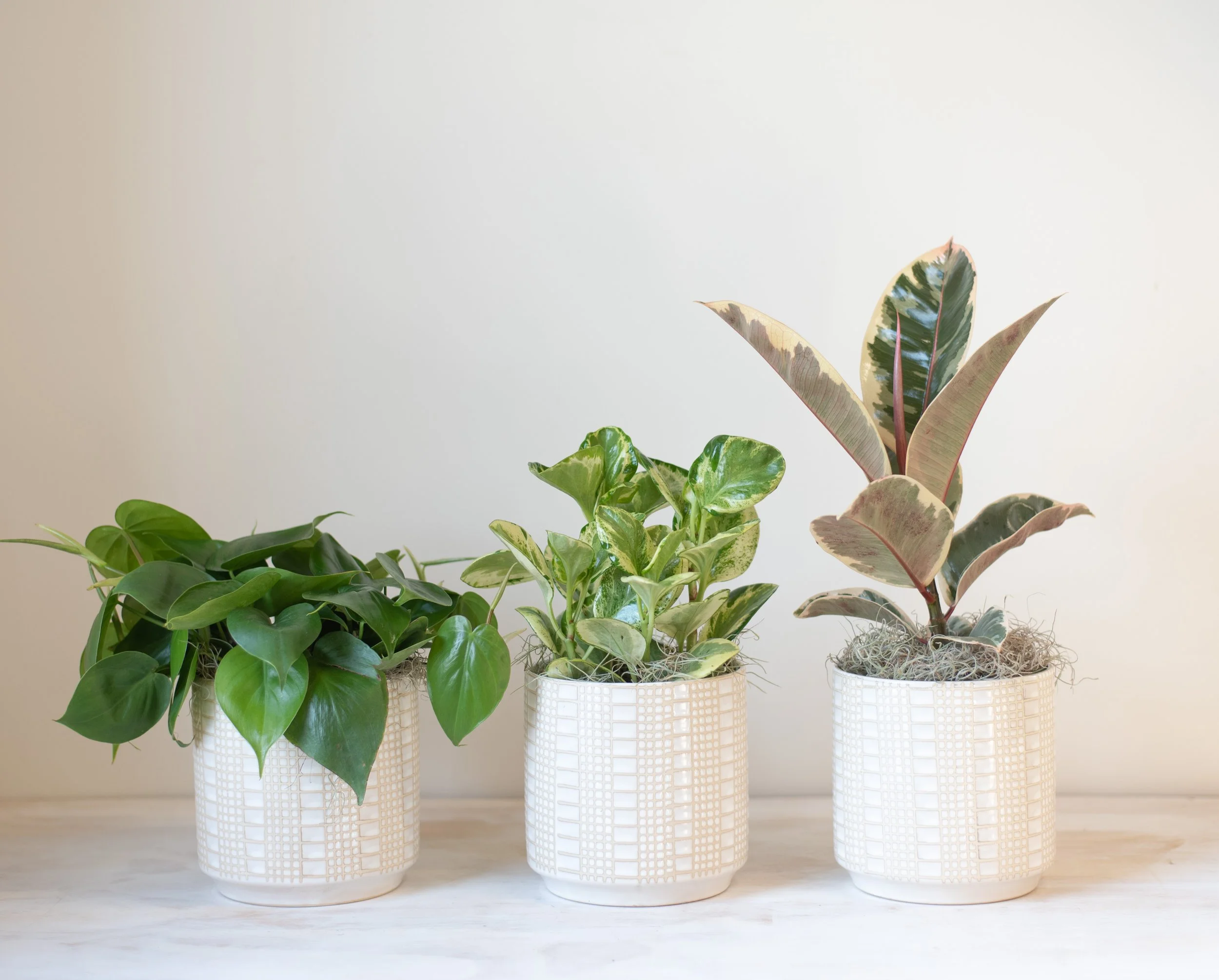 Plant Delivery In The Greater Boston Area. Houseplants & Orchids Hand ...