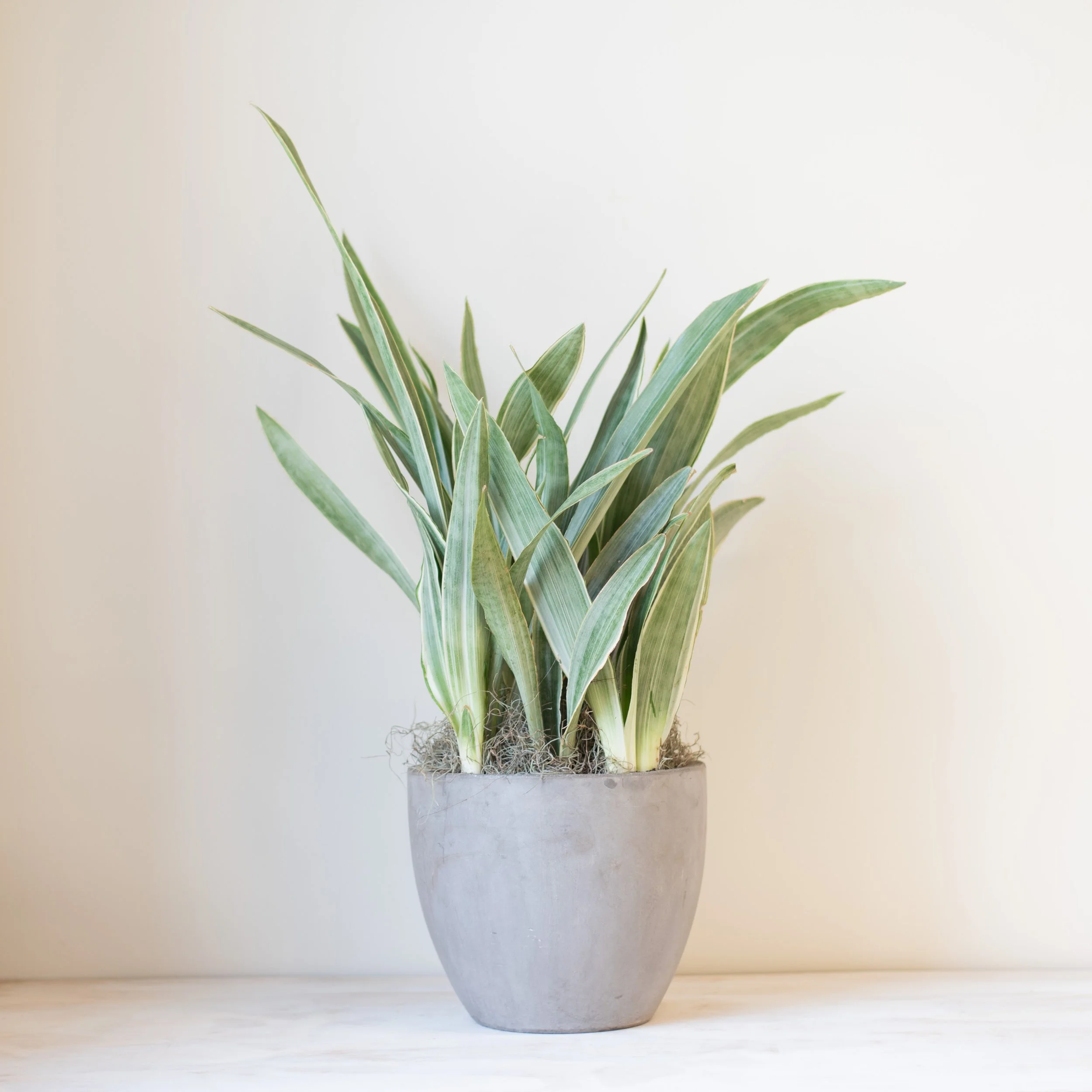 Plant Delivery In The Greater Boston Area. Houseplants & Orchids Hand ...