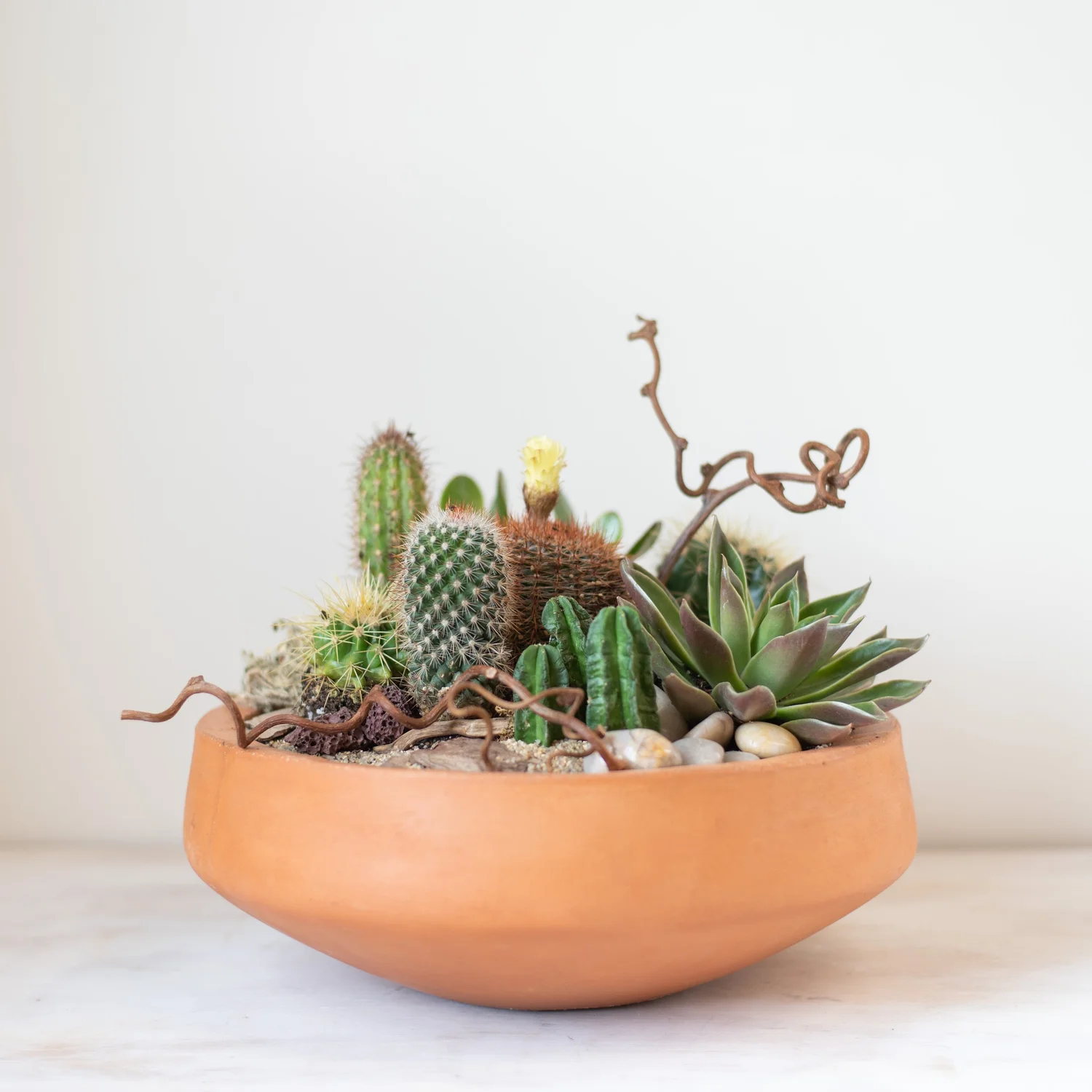 Succulents And Cacti Garden Bowl