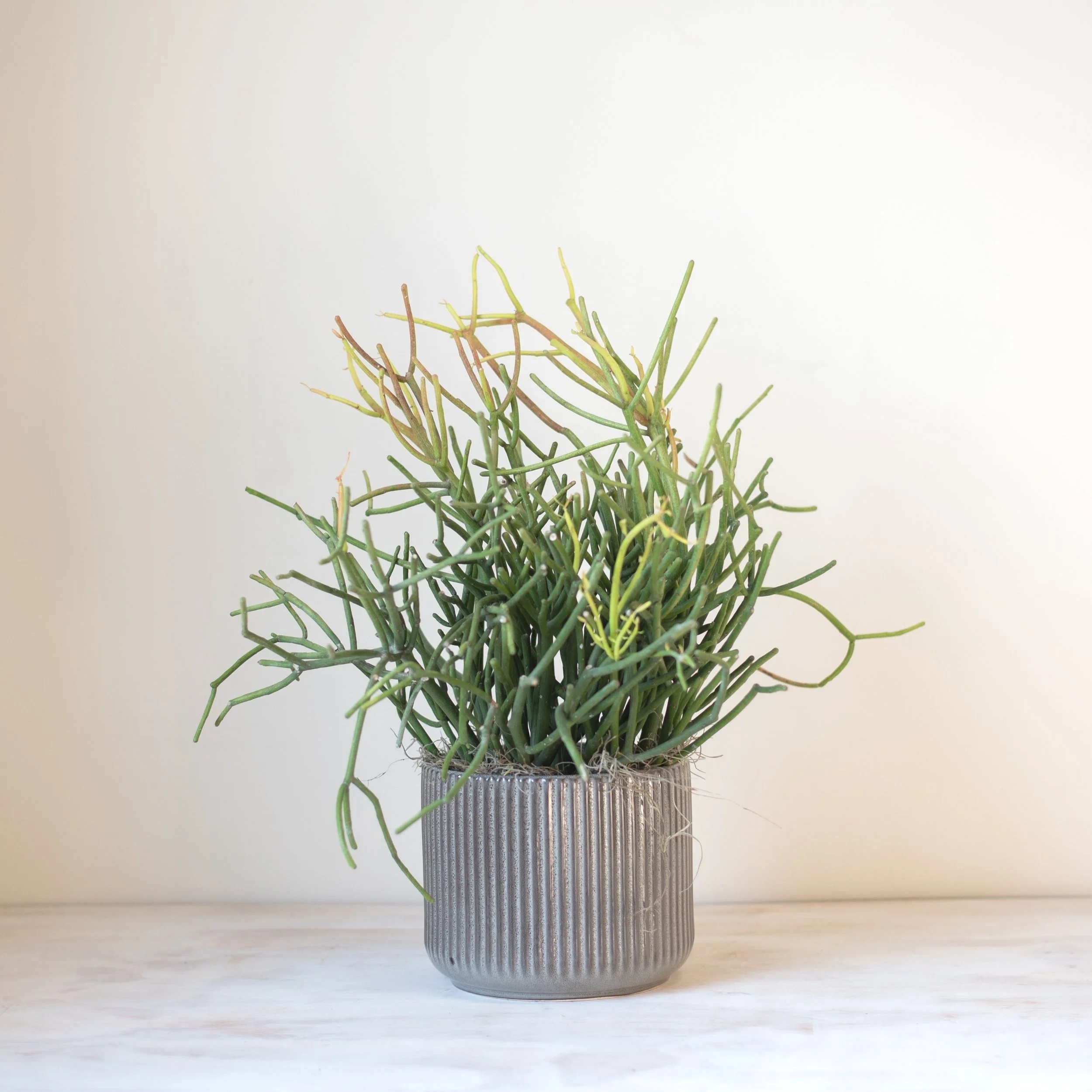 Succulent Delivery! Perfect For The Home or Office, Hand Delivered In ...