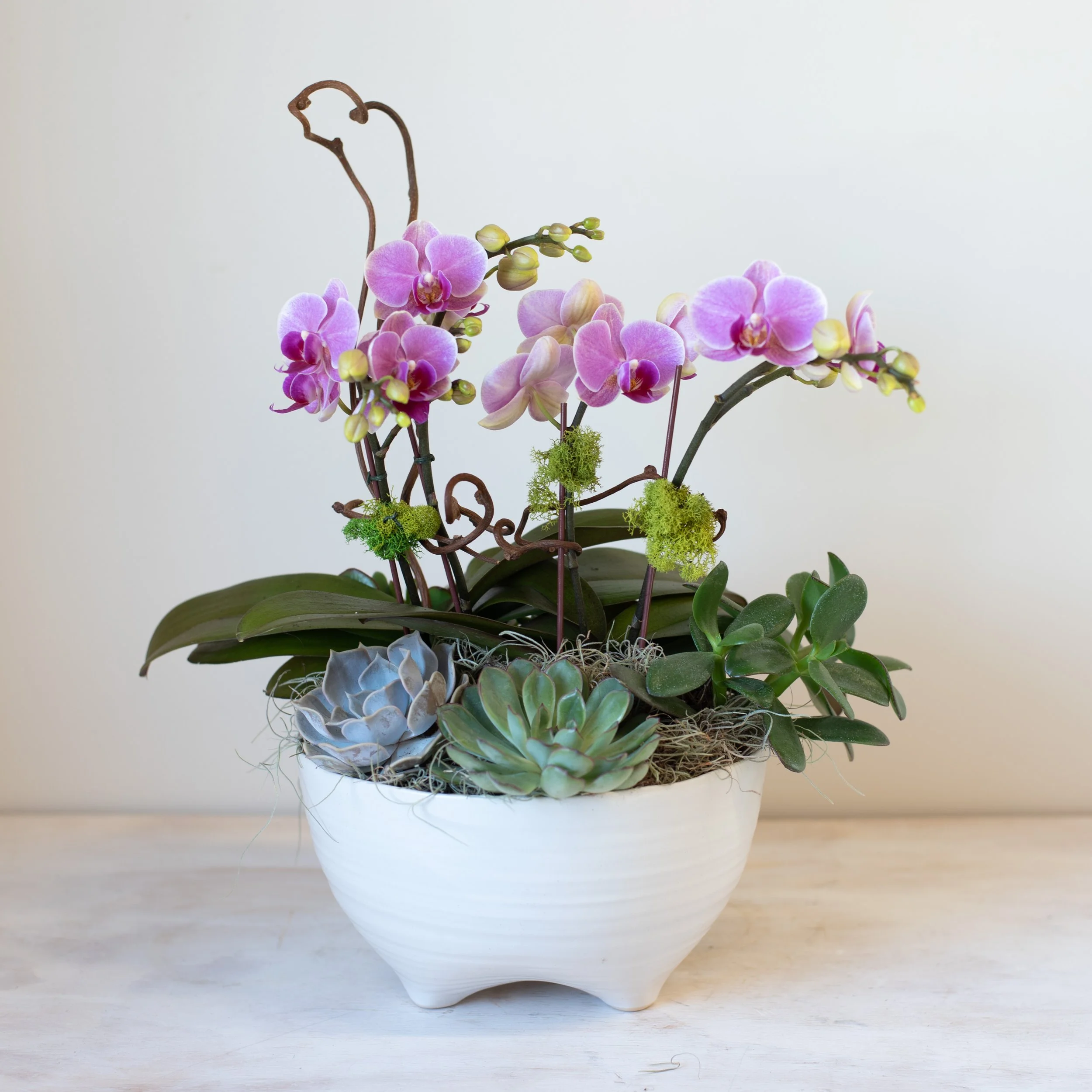 Wide Variety Of Orchid Plants Hand Delivered In The Greater Boston Area ...