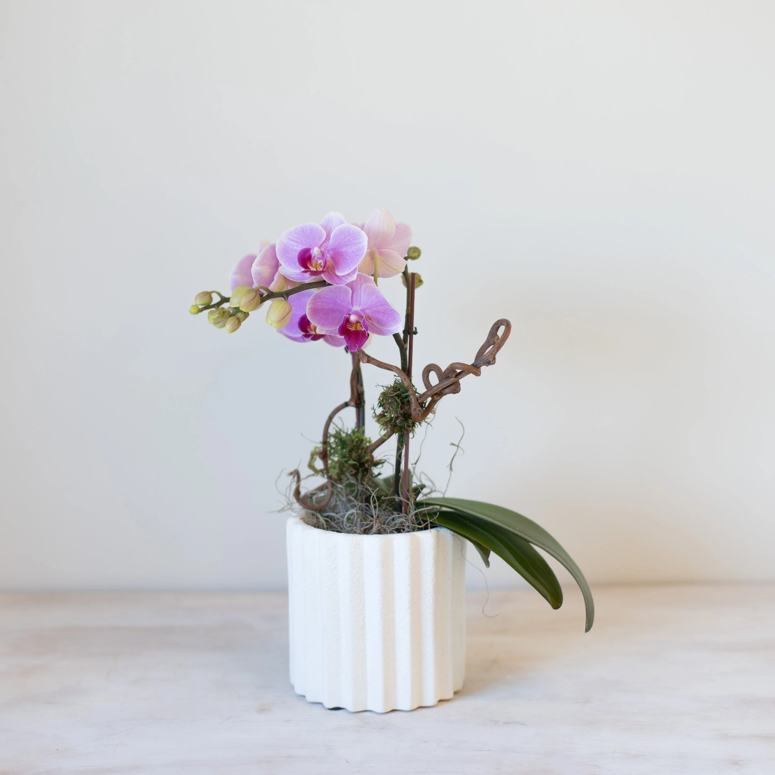 Wide Variety Of Orchid Plants Hand Delivered In The Greater Boston Area ...